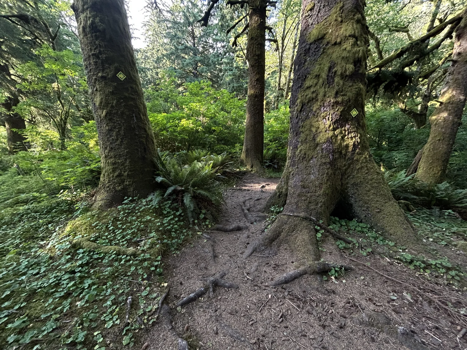 Hiking the Lower Cascade Head Trail on the Oregon Coast — noahawaii