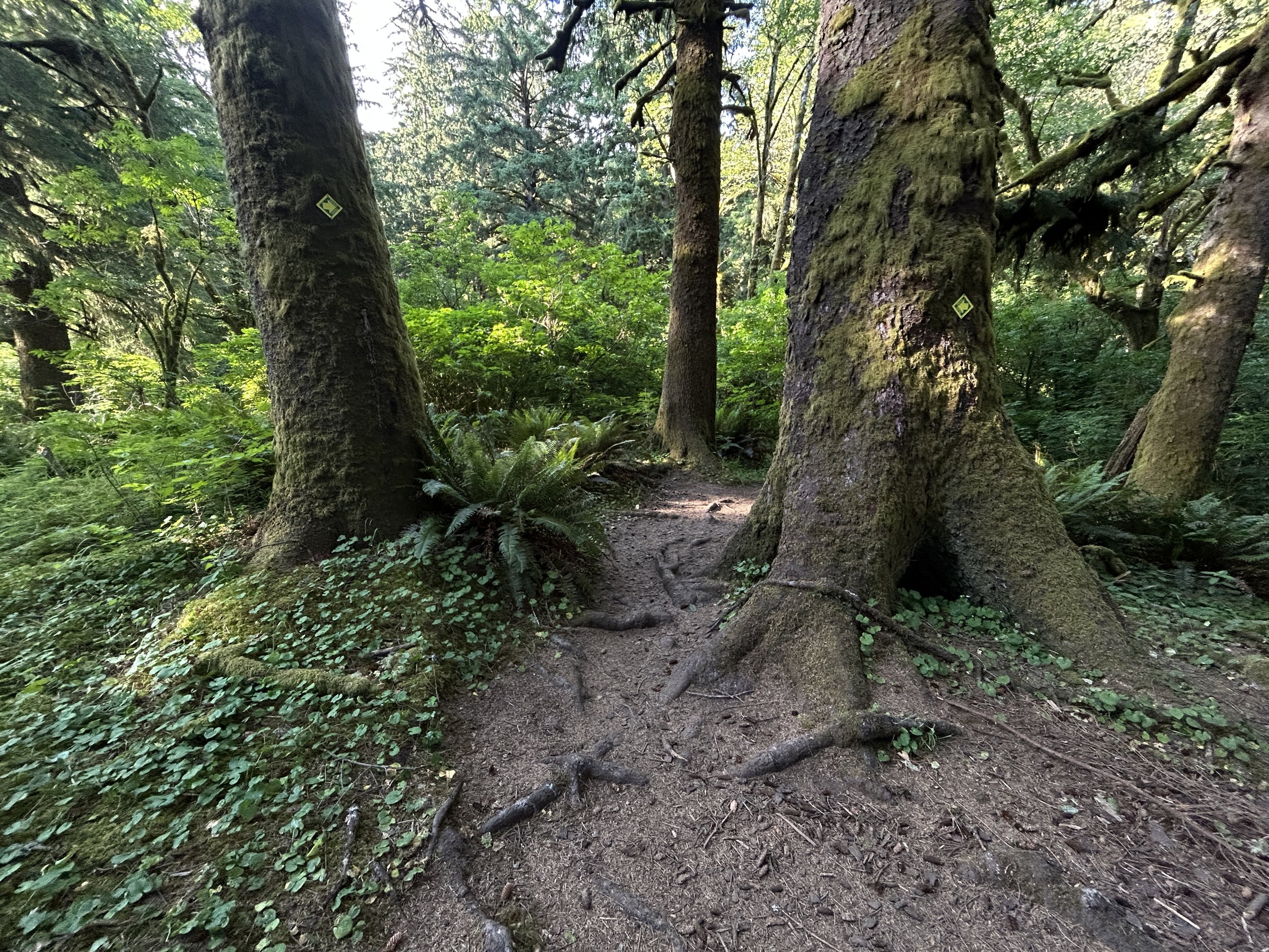 Hiking the Lower Cascade Head Trail on the Oregon Coast — noahawaii