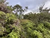 Hiking the Kīpapa Ridge Trail on Oʻahu, Hawaiʻi — noahawaii