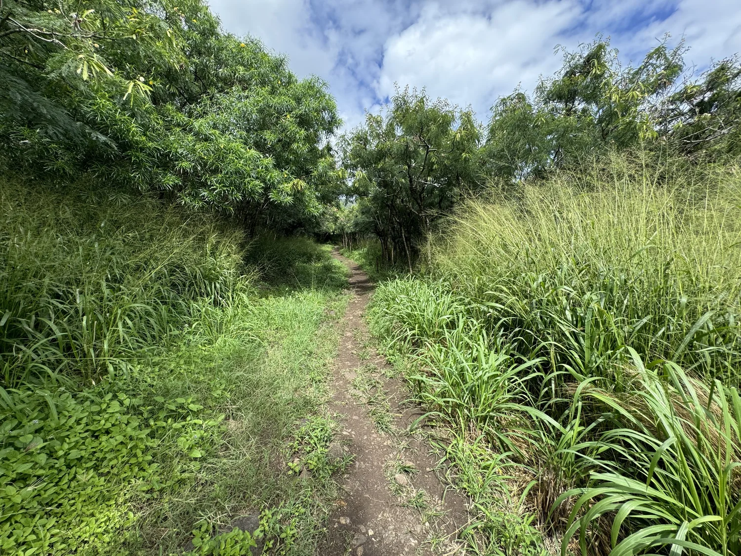 Hiking the Wailupe Loop Trail on Oʻahu, Hawaiʻi — noahawaii