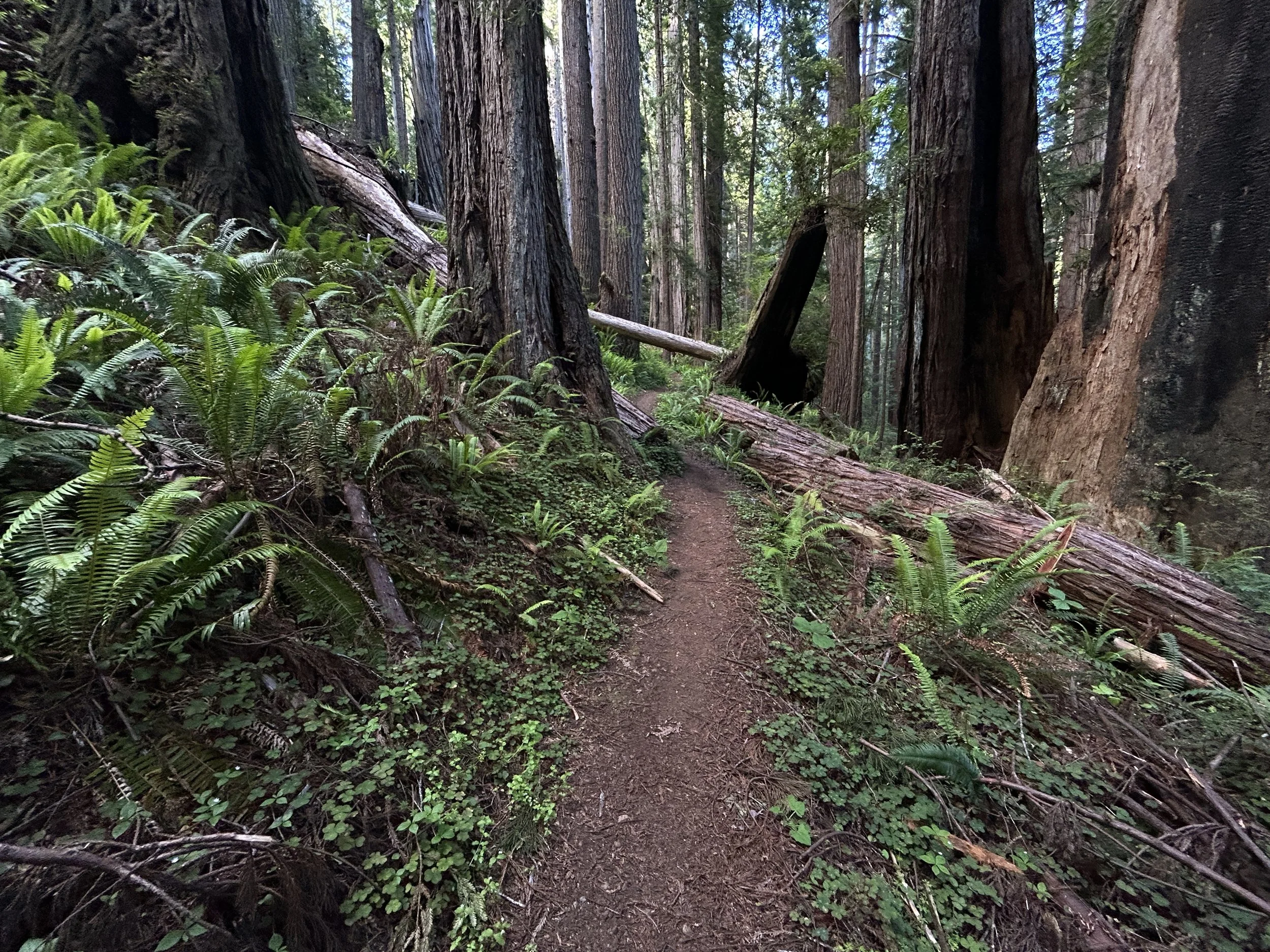 Hiking the Moorman Pond Trail in Prairie Creek Redwoods State Park ...