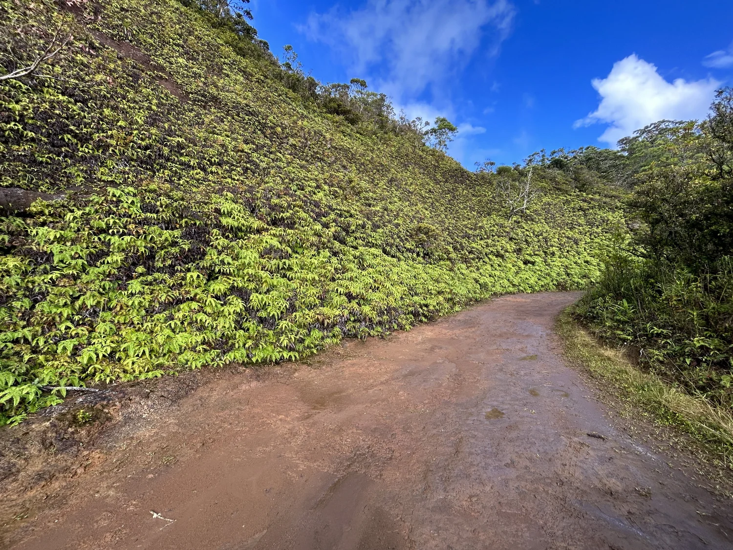 Hiking the Poamoho Trail on Oʻahu, Hawaiʻi — noahawaii