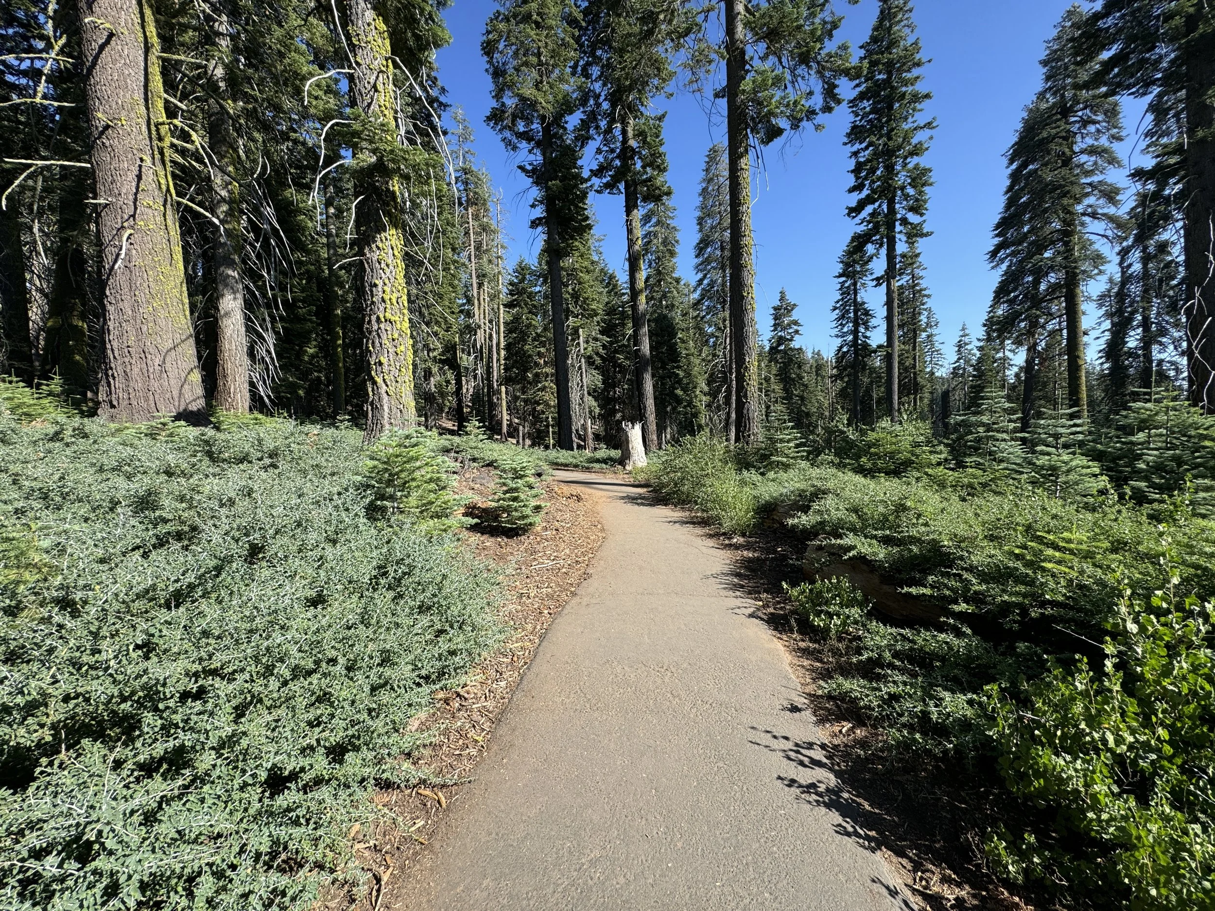 Hiking the Panoramic Point Trail in Kings Canyon National Park — noahawaii