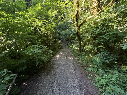 Hiking the Lower Cascade Head Trail on the Oregon Coast — noahawaii
