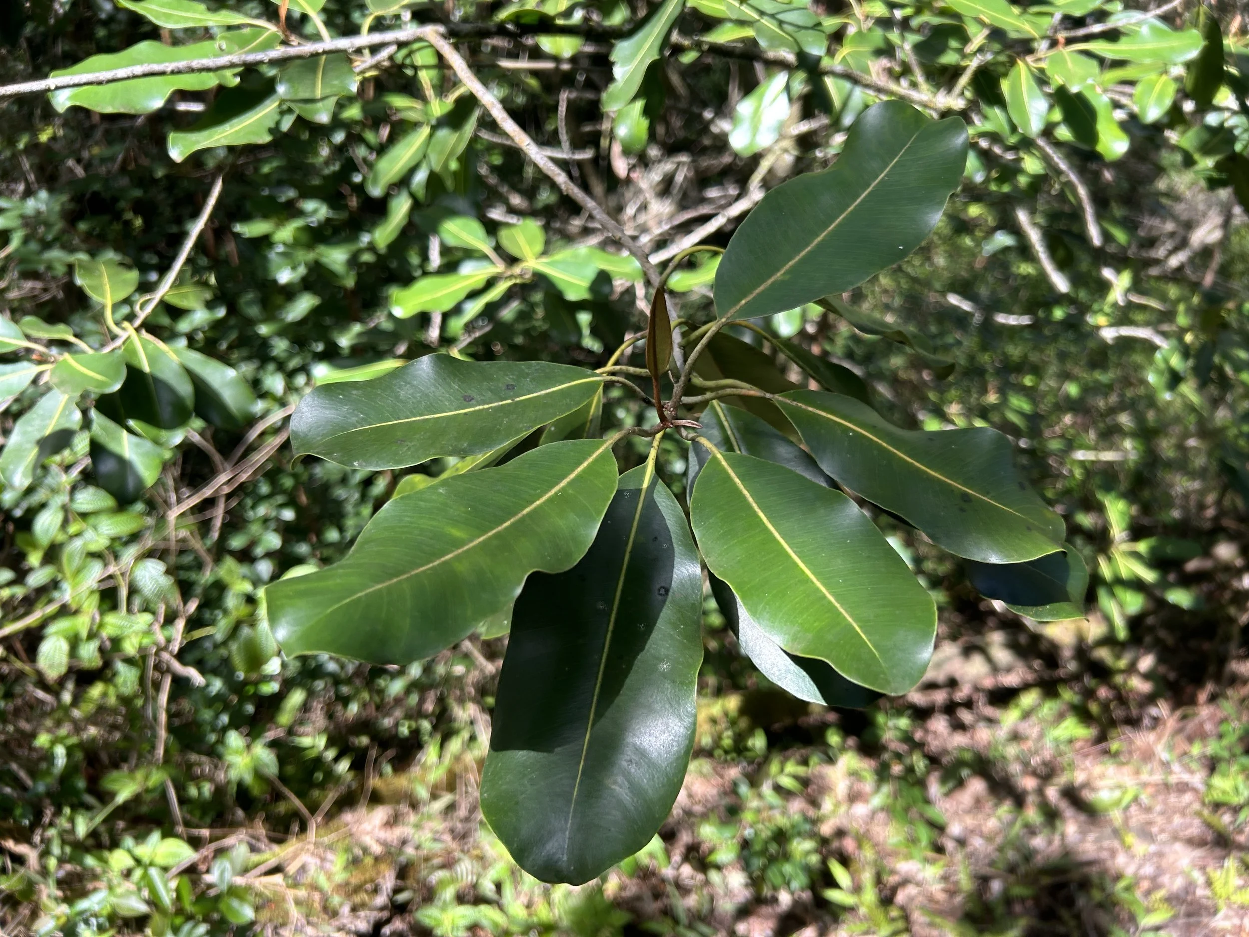 Native Hawaiian Plants: My Plant ID Guide — noahawaii