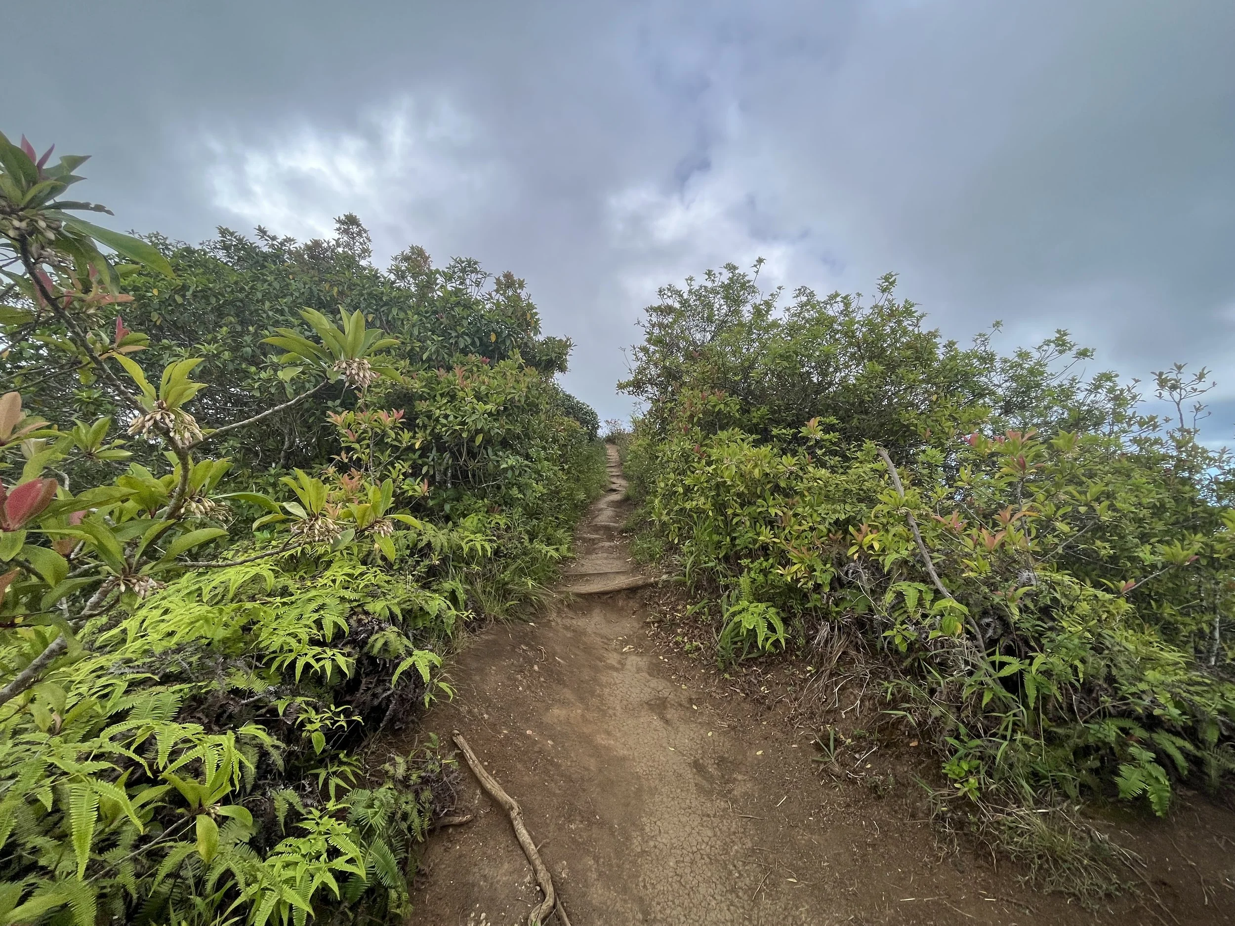 Hiking the Kuliʻouʻou Ridge Trail on Oʻahu — noahawaii