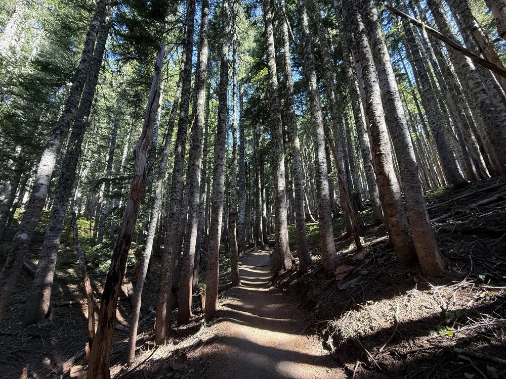 Climbing Mount Saint Helens via the Ptarmigan Trail & Monitor Ridge in ...
