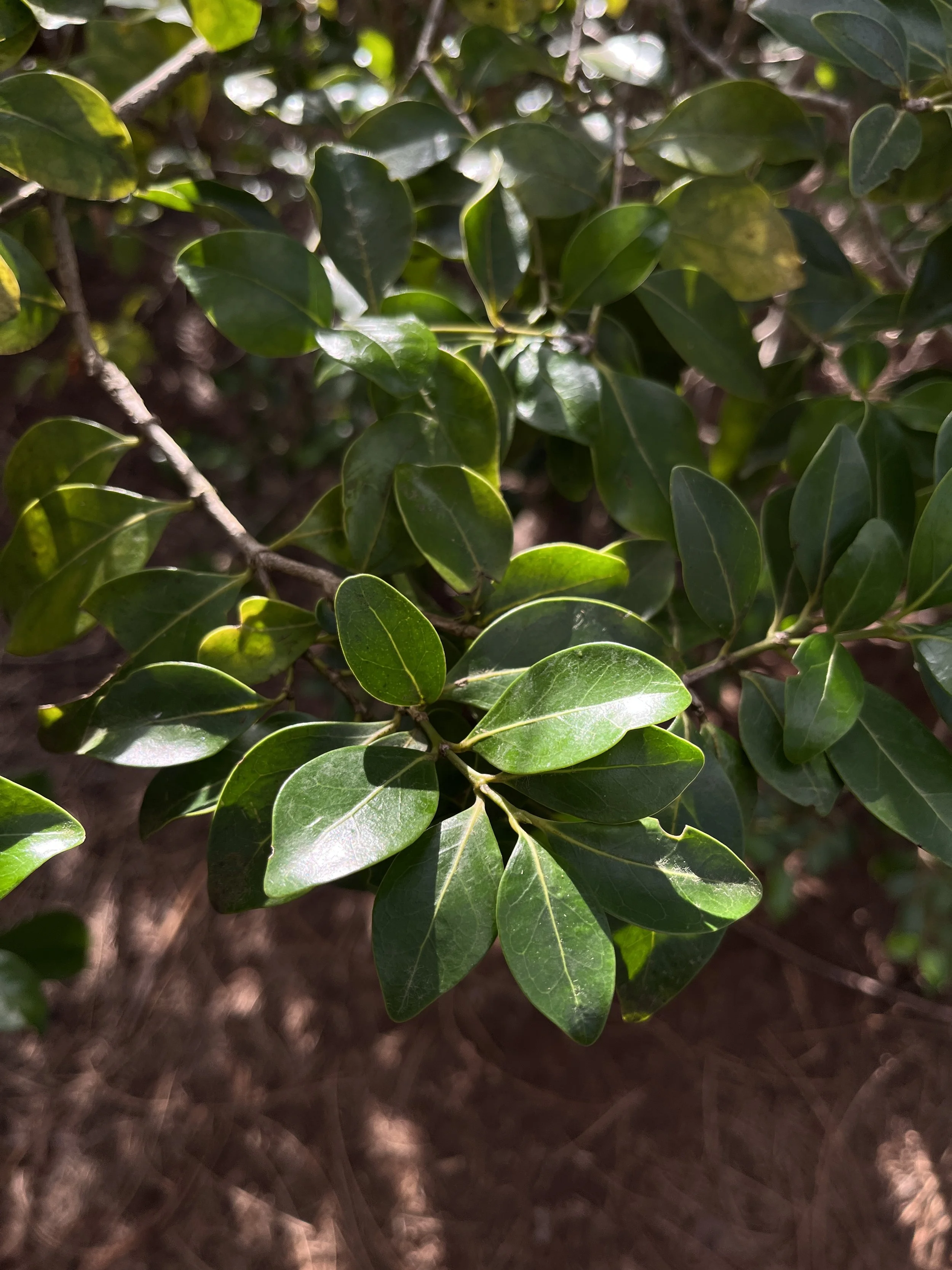 Native Hawaiian Plants: My Plant ID Guide — noahawaii