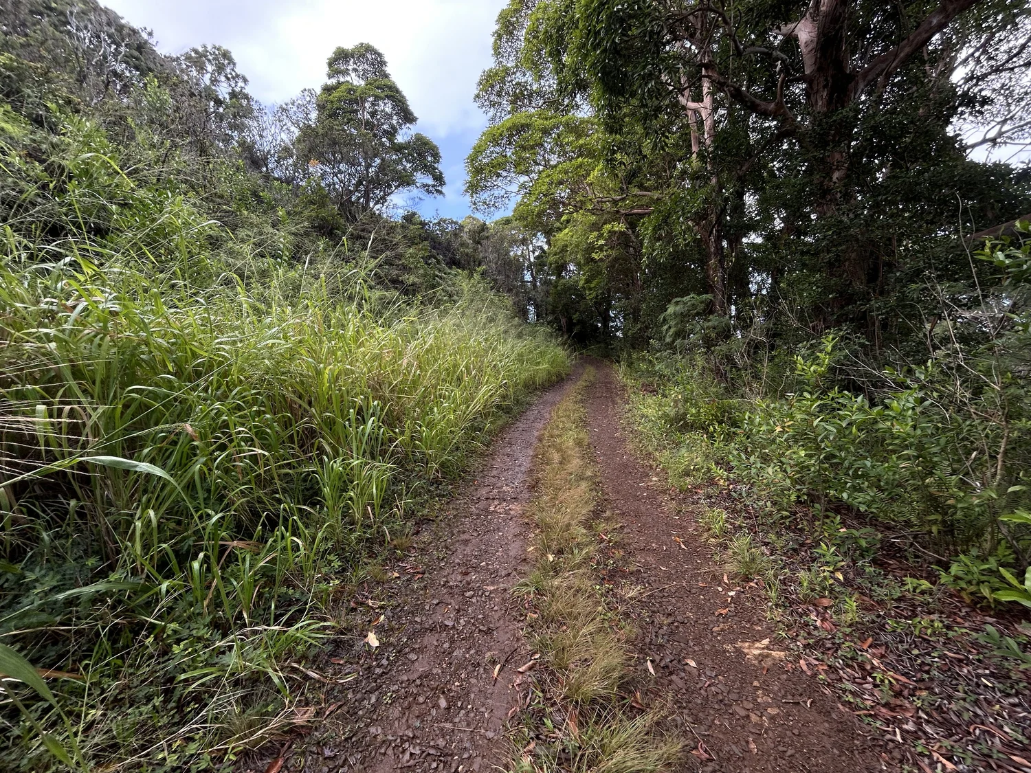 Hiking the Poamoho Trail on Oʻahu, Hawaiʻi — noahawaii