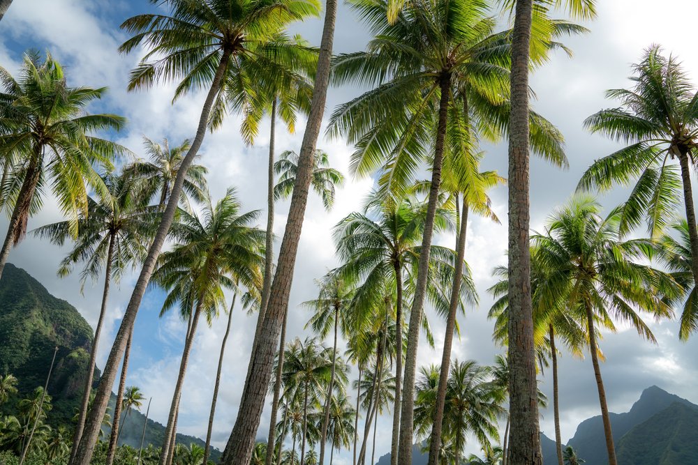 10 Best Things to Do on Moʻorea, French Polynesia — noahawaii