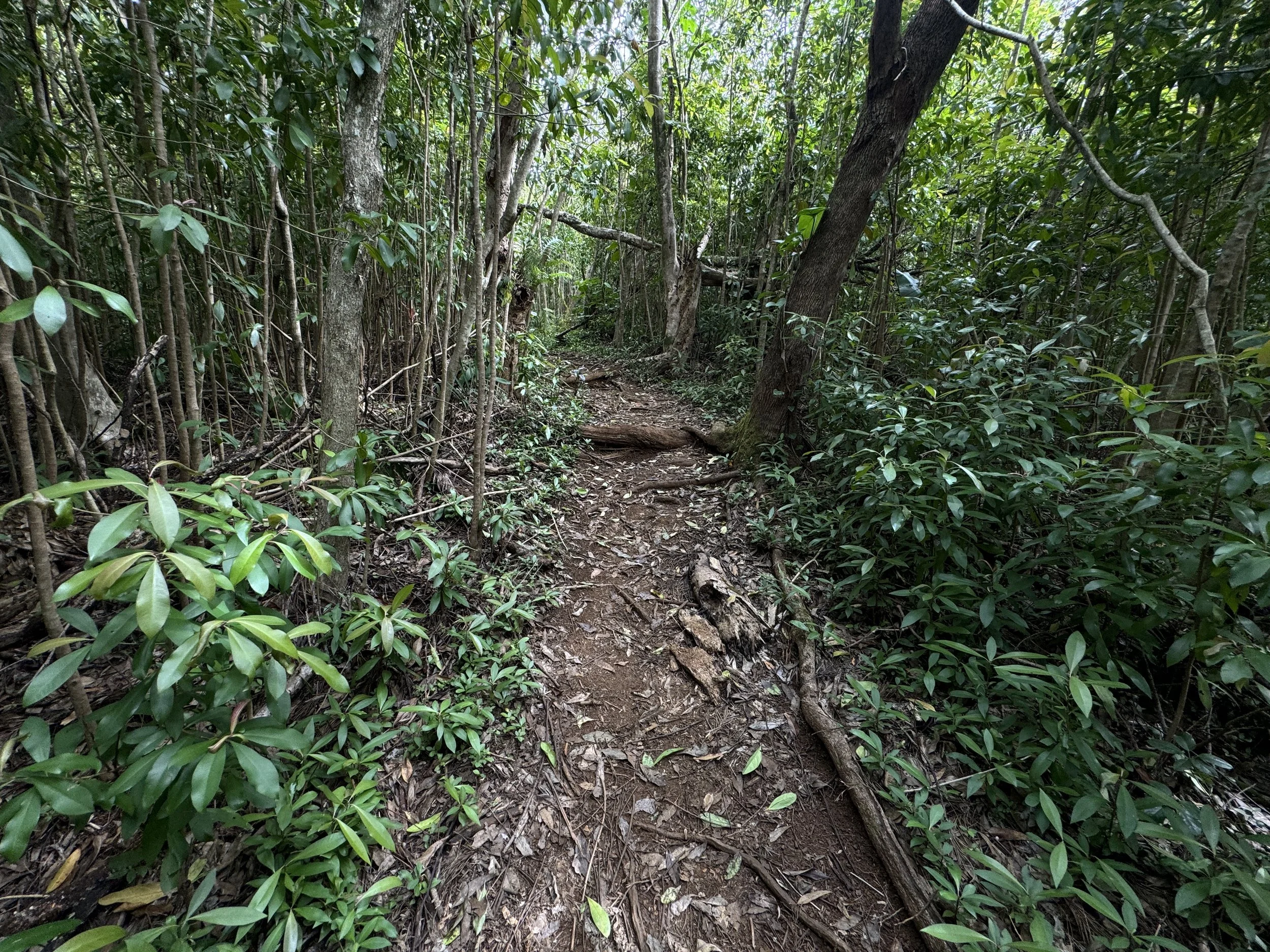 Hiking the Kolowalu Trail to Waʻahila Ridge on Oʻahu, Hawaiʻi — noahawaii