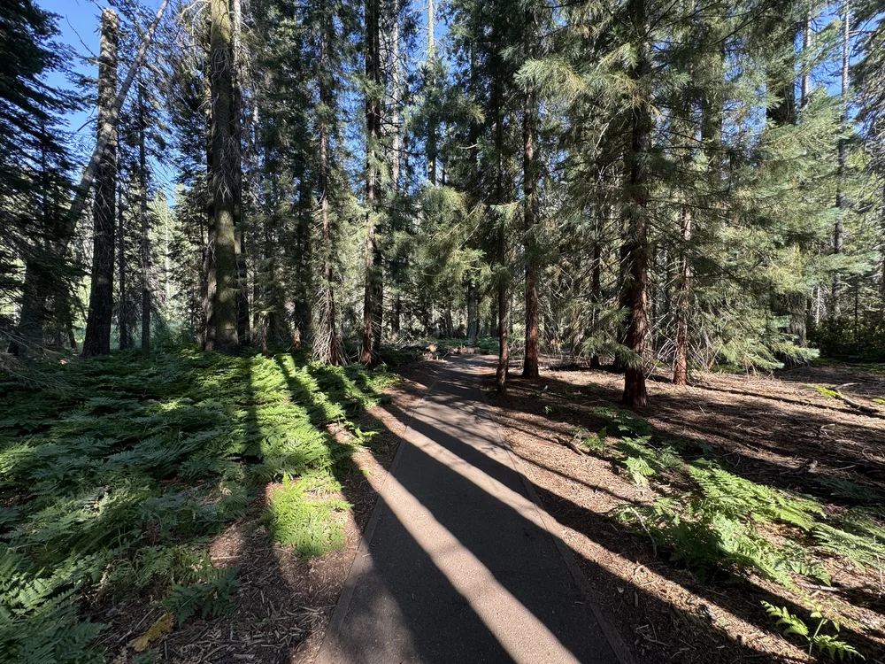 Hiking the Tharp’s Log Trail (Log Meadow Loop) in Sequoia National Park ...