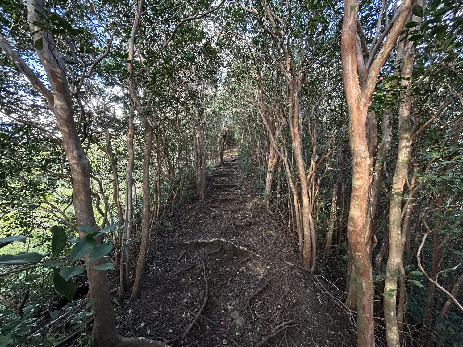 Hiking the Kolowalu Trail to Waʻahila Ridge on Oʻahu — noahawaii