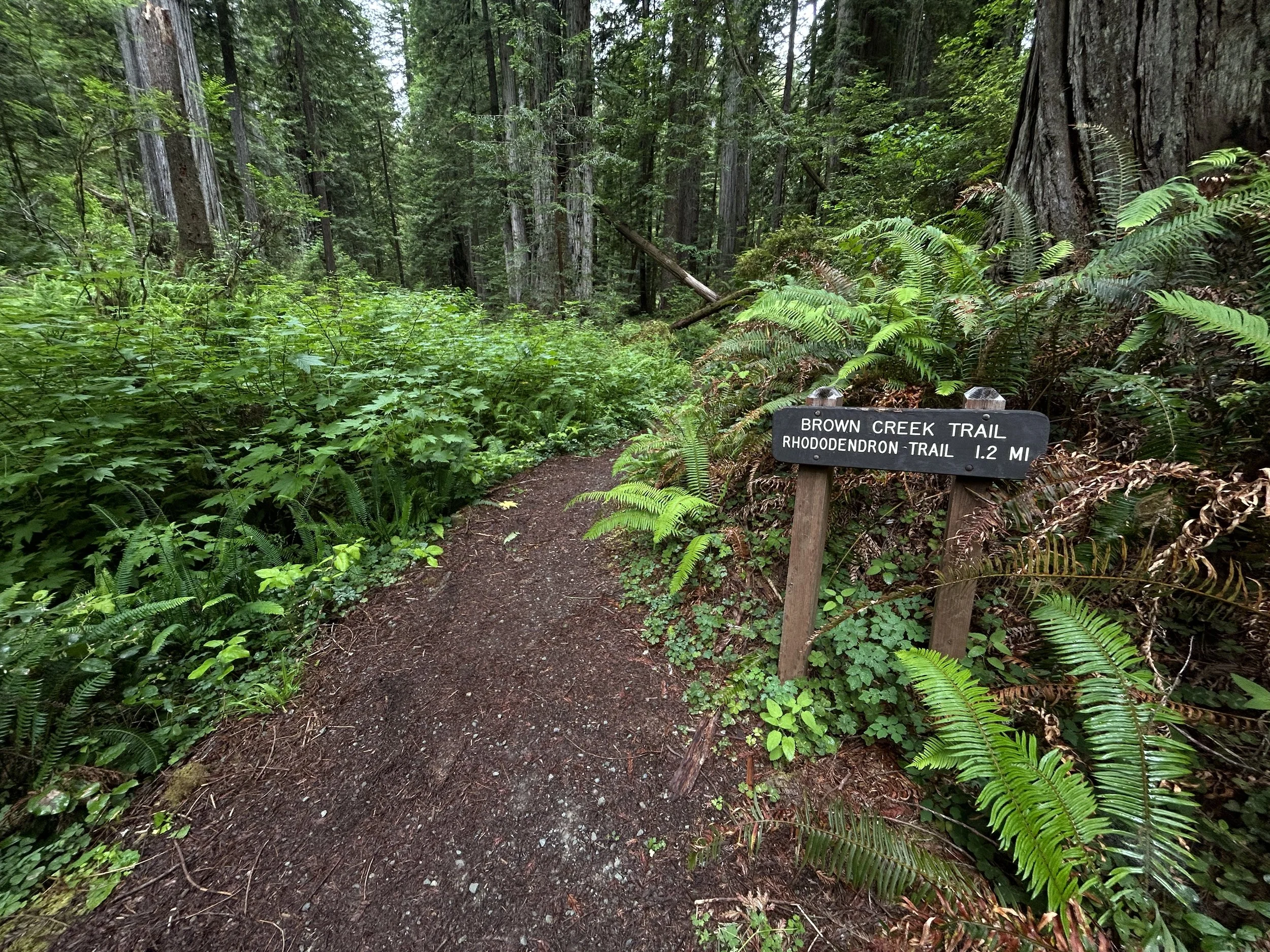 Hiking the Brown Creek-Rhododendron-West Ridge Loop Trail in Prairie ...