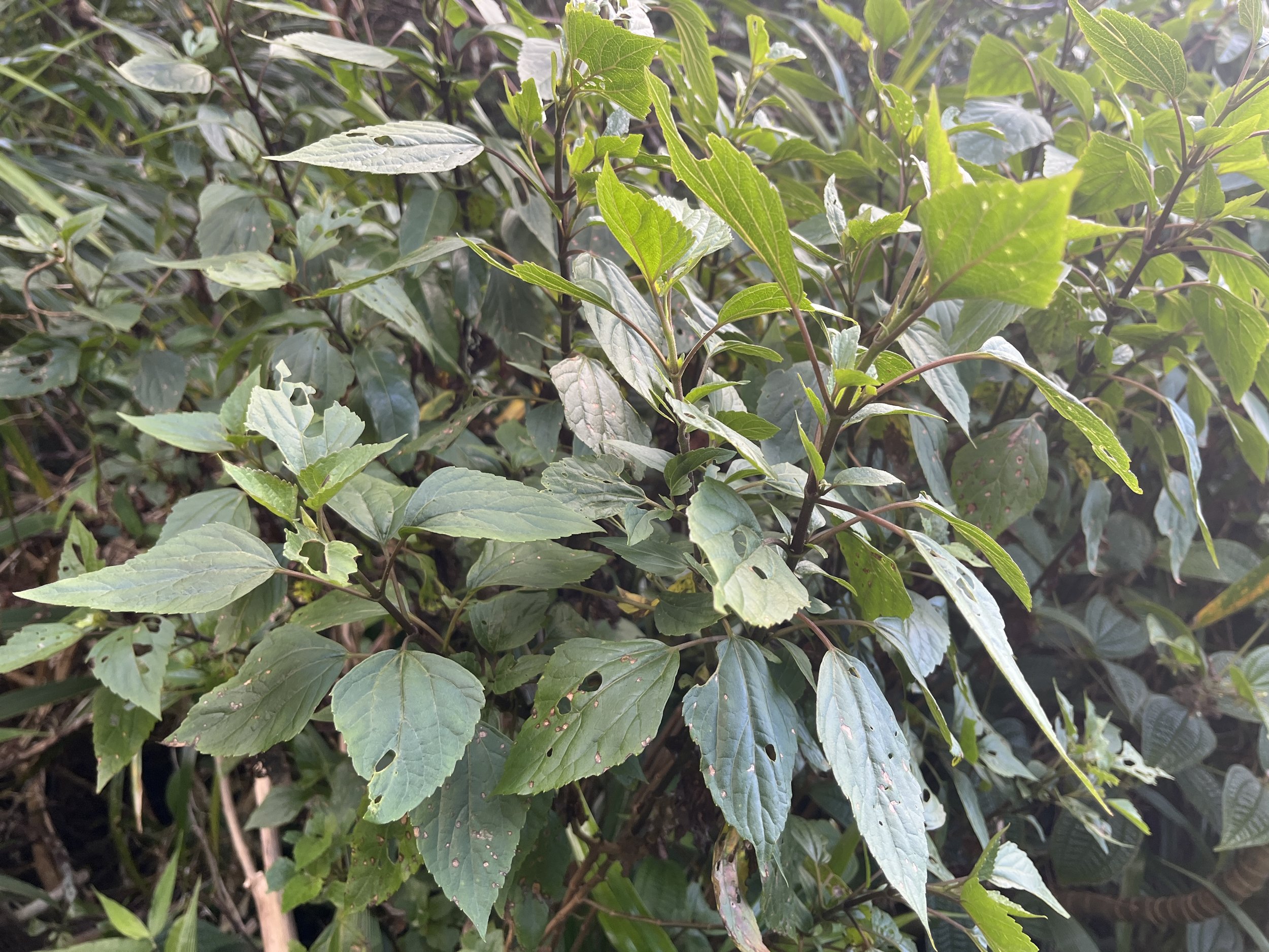 Non-Native / Invasive Plants in Hawaiʻi: My Plant ID Guide — noahawaii