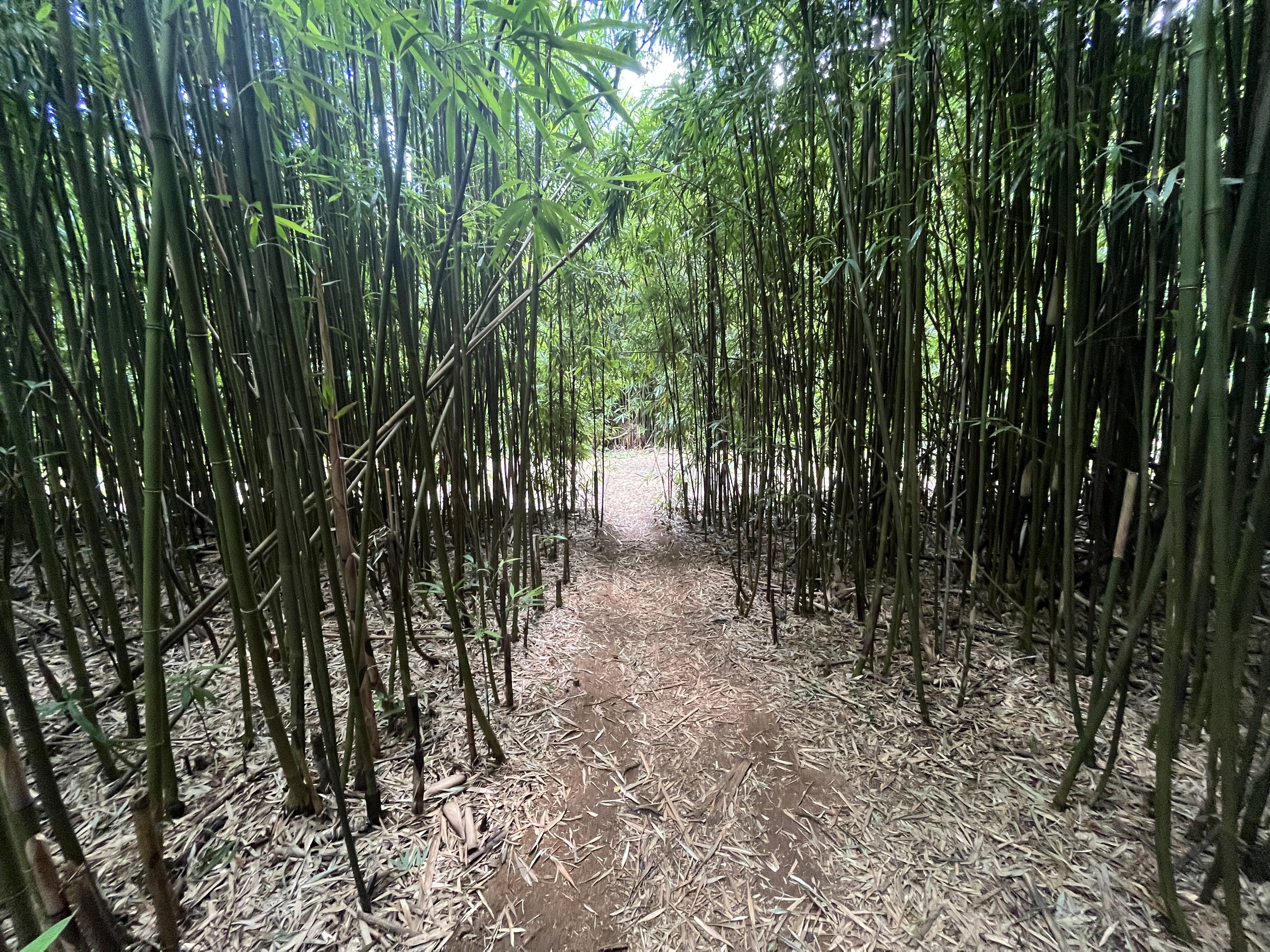 Hiking the Lulumahu Falls Trail on Oʻahu — noahawaii