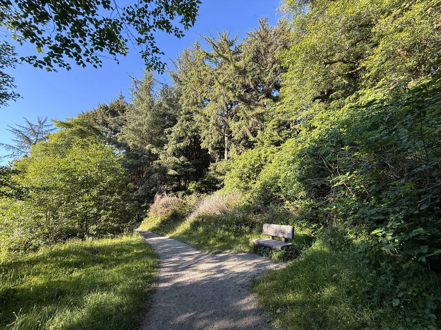 Hiking the Fern Canyon Loop Trail in Prairie Creek Redwoods State Park ...