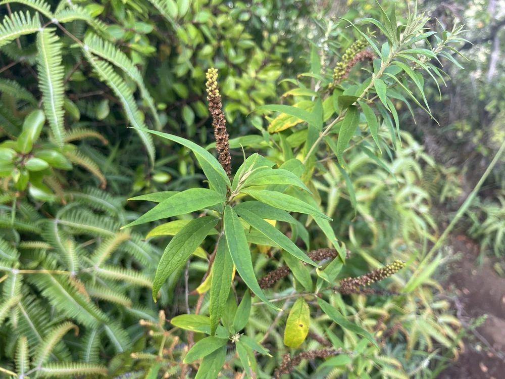 Non-Native / Invasive Plants in Hawaiʻi: My Plant ID Guide — noahawaii