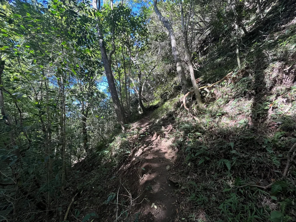 Hiking Mt. Kaʻala: The Tallest Point on Oʻahu — noahawaii
