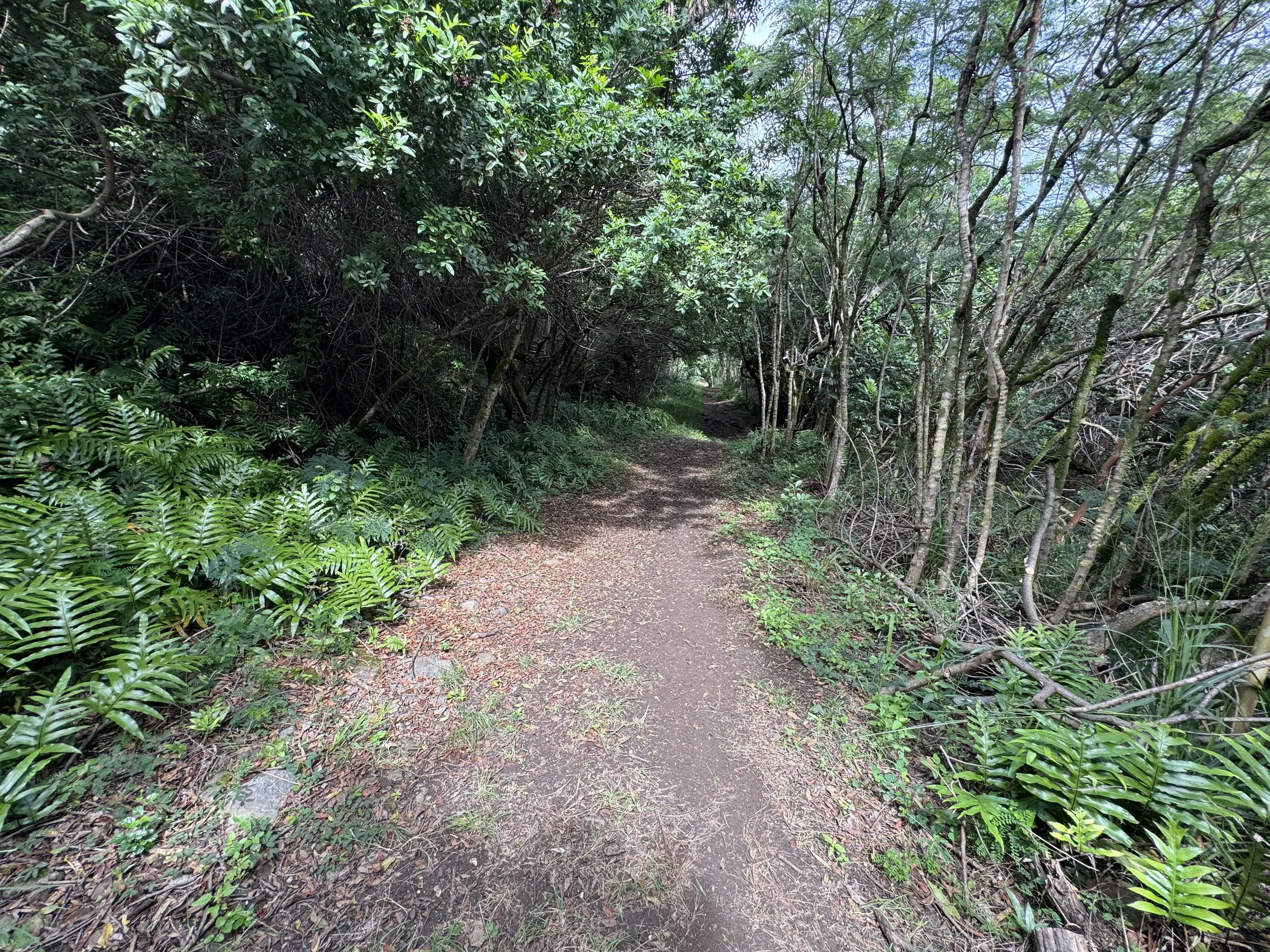 Hiking the Wailupe Loop Trail on Oʻahu, Hawaiʻi — noahawaii