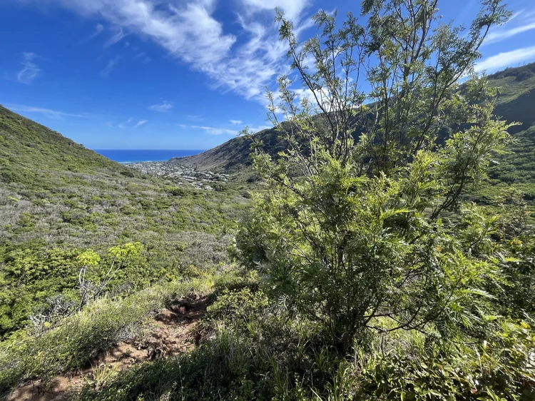 Hiking the Wailupe Loop Trail on Oʻahu — noahawaii