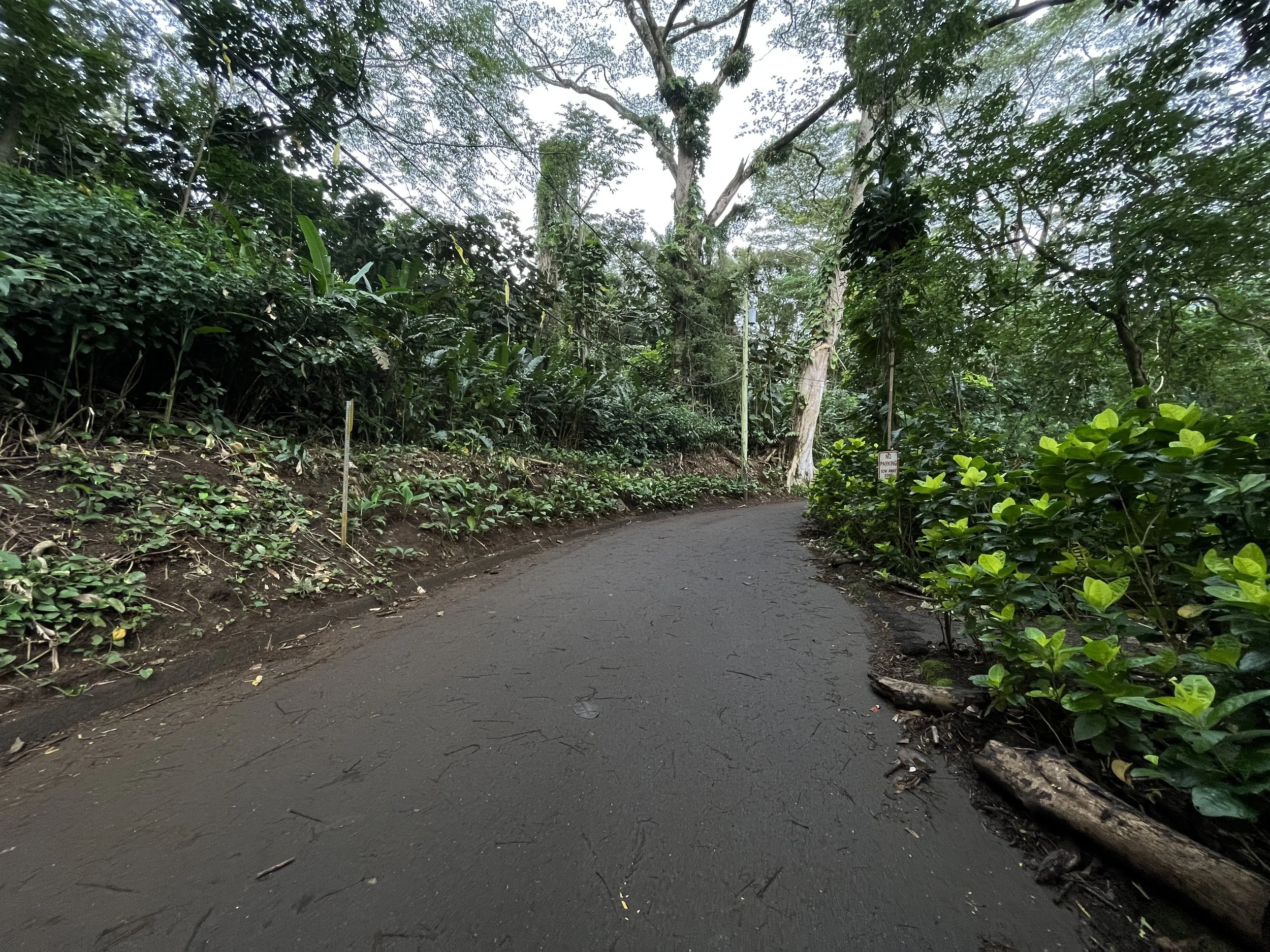 Hiking the Mānoa Falls Trail on Oʻahu, Hawaiʻi — noahawaii