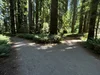Hiking the Stout Memorial Grove Trail in Jedediah Smith Redwoods State ...