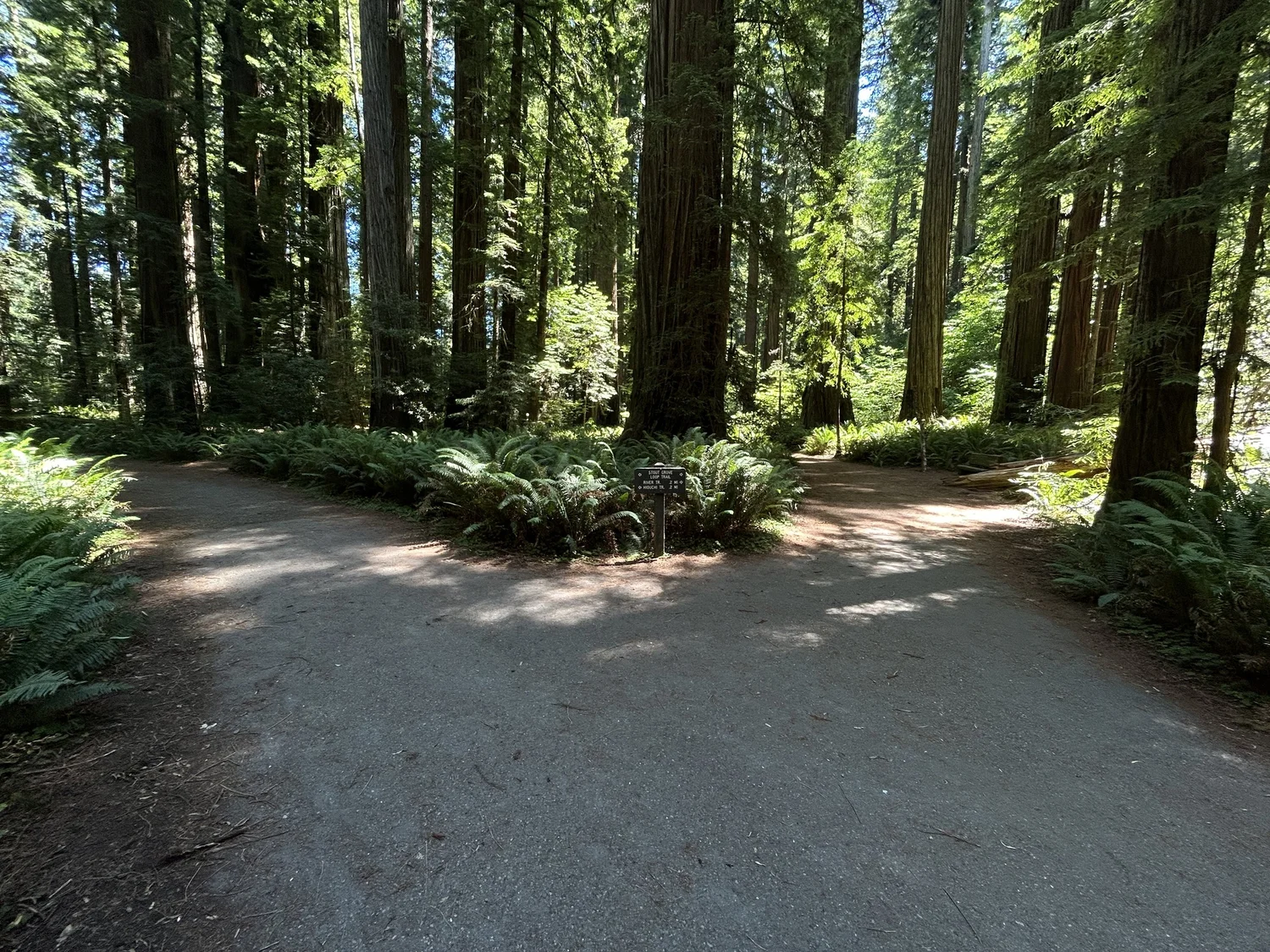 Hiking the Stout Memorial Grove Trail in Jedediah Smith Redwoods State ...