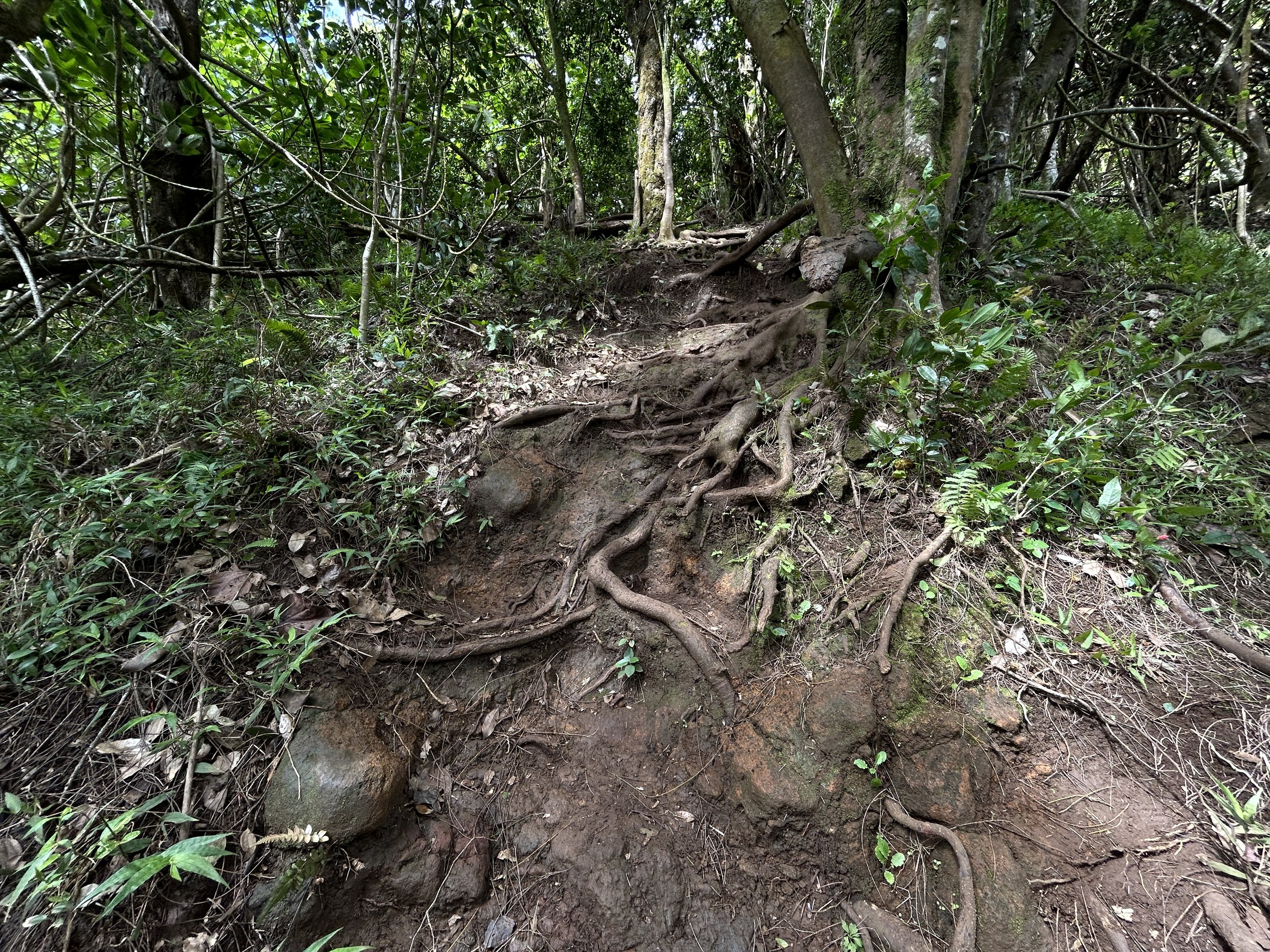 Hiking the Pali Notches Trail on Oʻahu, Hawaiʻi — noahawaii