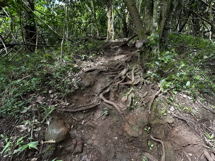 Hiking the Pali Notches Trail on Oʻahu, Hawaiʻi — noahawaii