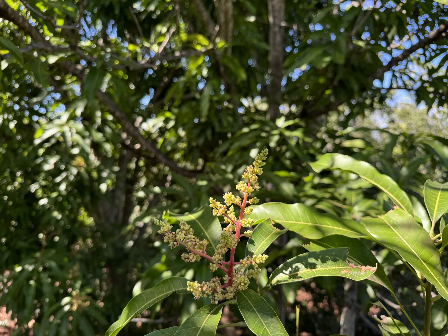 Hiking the Kalalau Valley Trail (Big Pool) on Kauaʻi’s Nāpali Coast ...