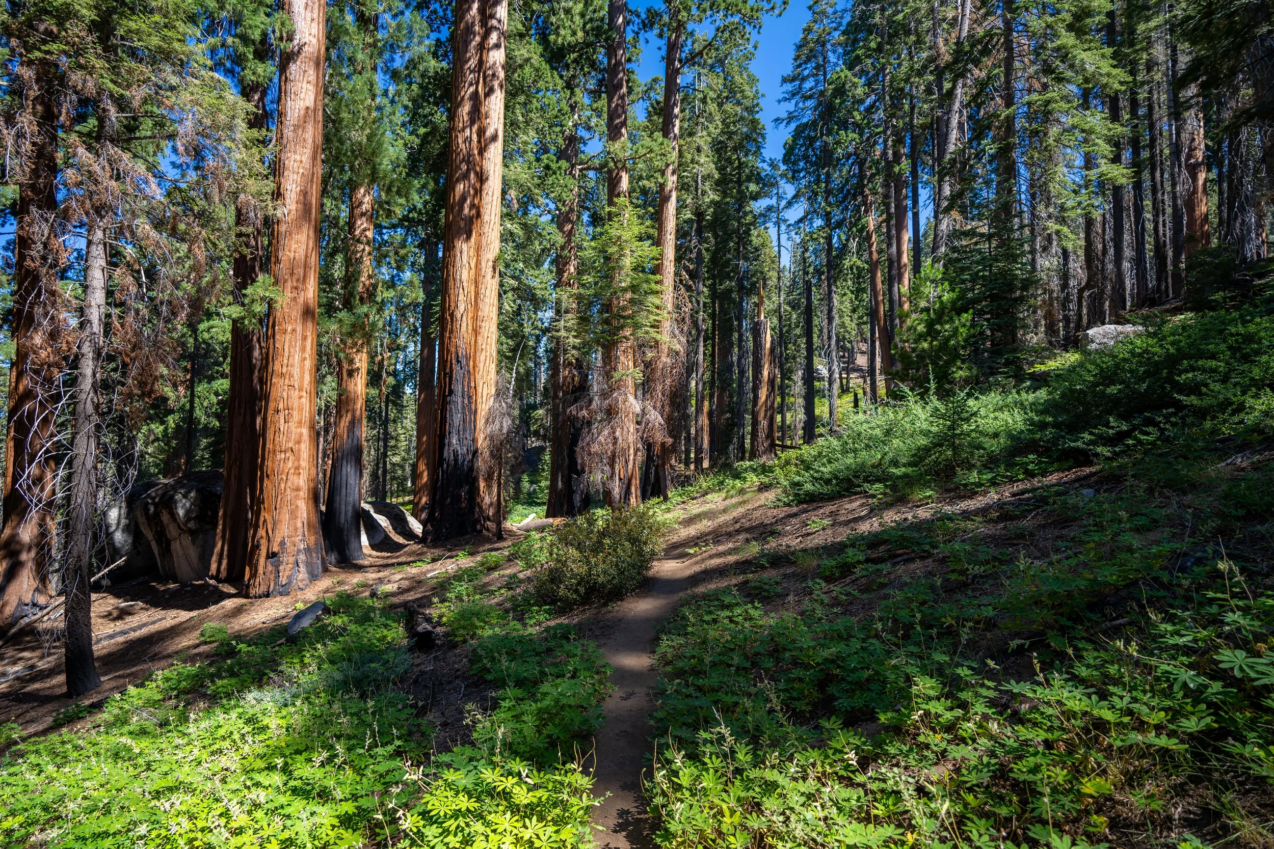 Hiking the Trail of the Sequoias in Sequoia National Park — noahawaii