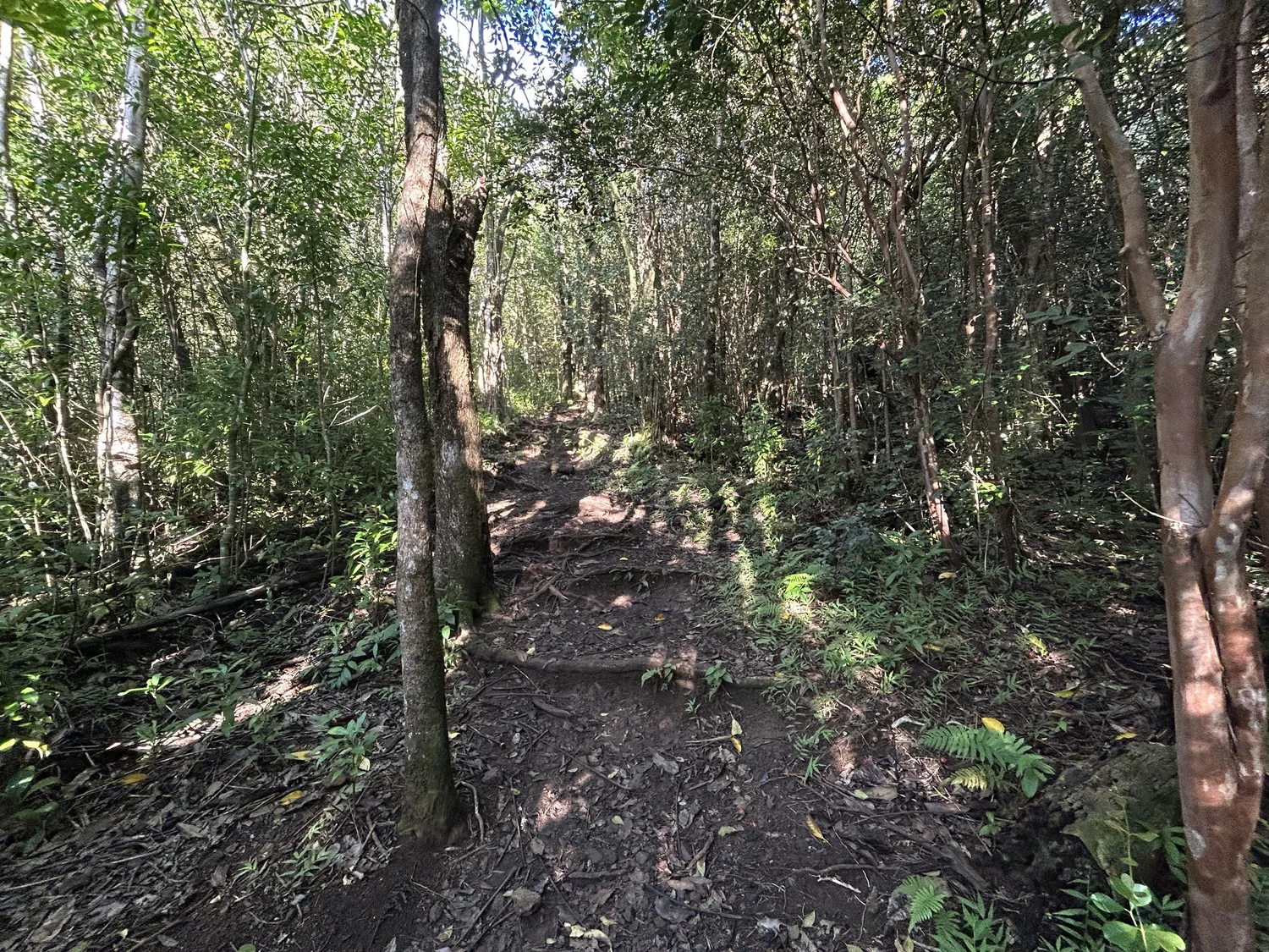 Hiking the Kolowalu Trail to Waʻahila Ridge on Oʻahu — noahawaii