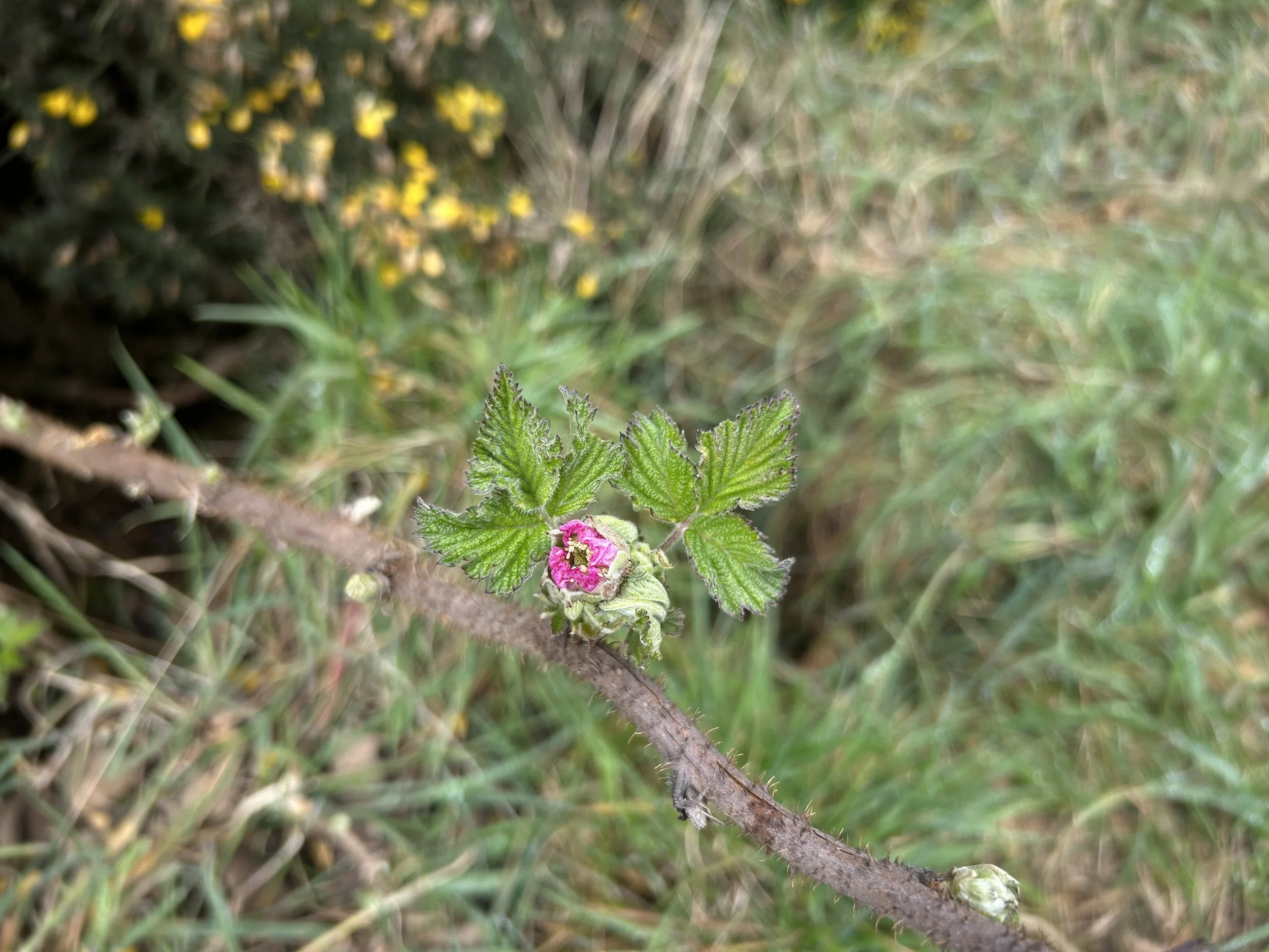 Native Hawaiian Plants: My Plant ID Guide — noahawaii