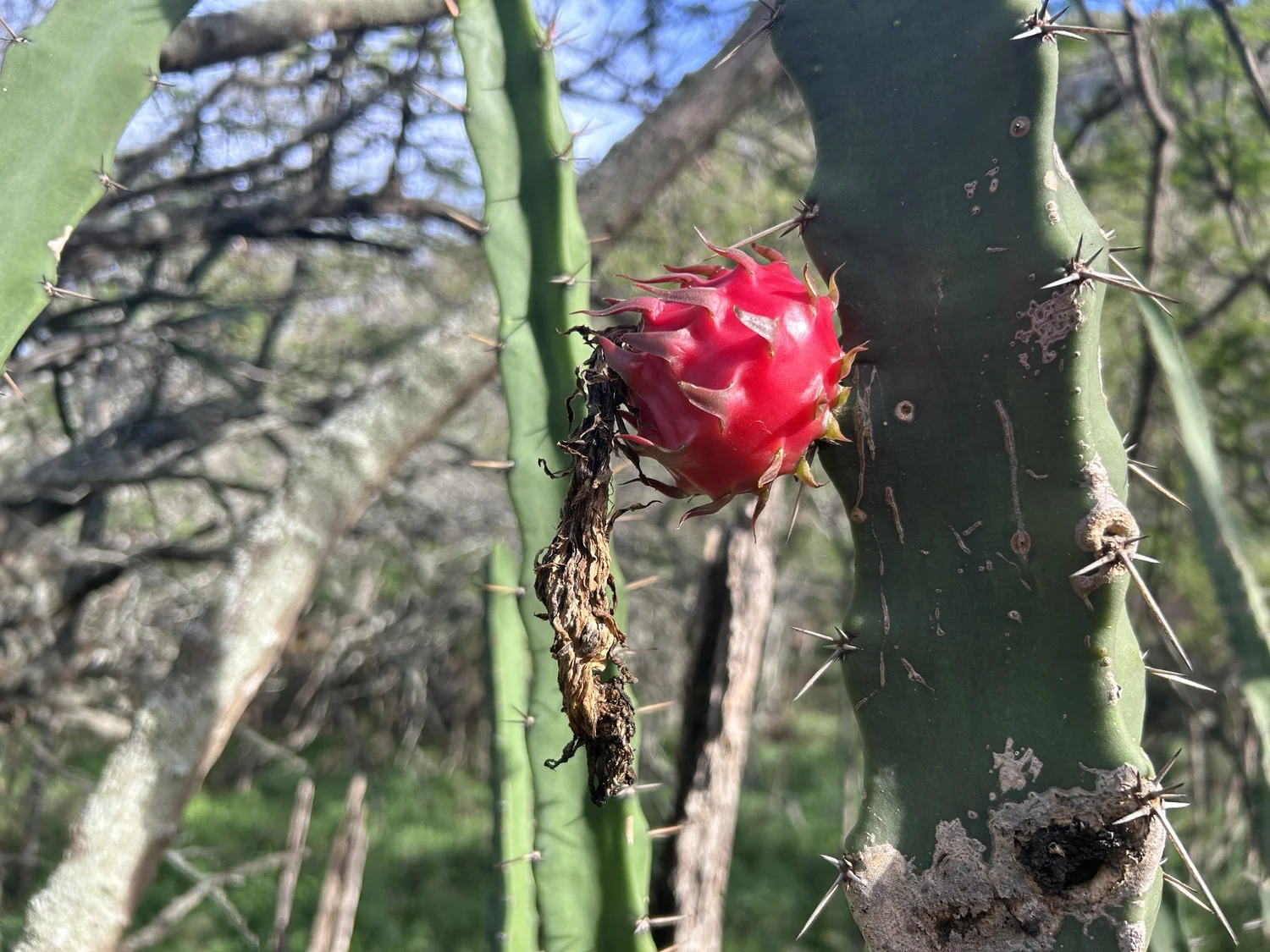 Hiking the Koko Crater Botanical Garden Loop Trail on Oʻahu — noahawaii