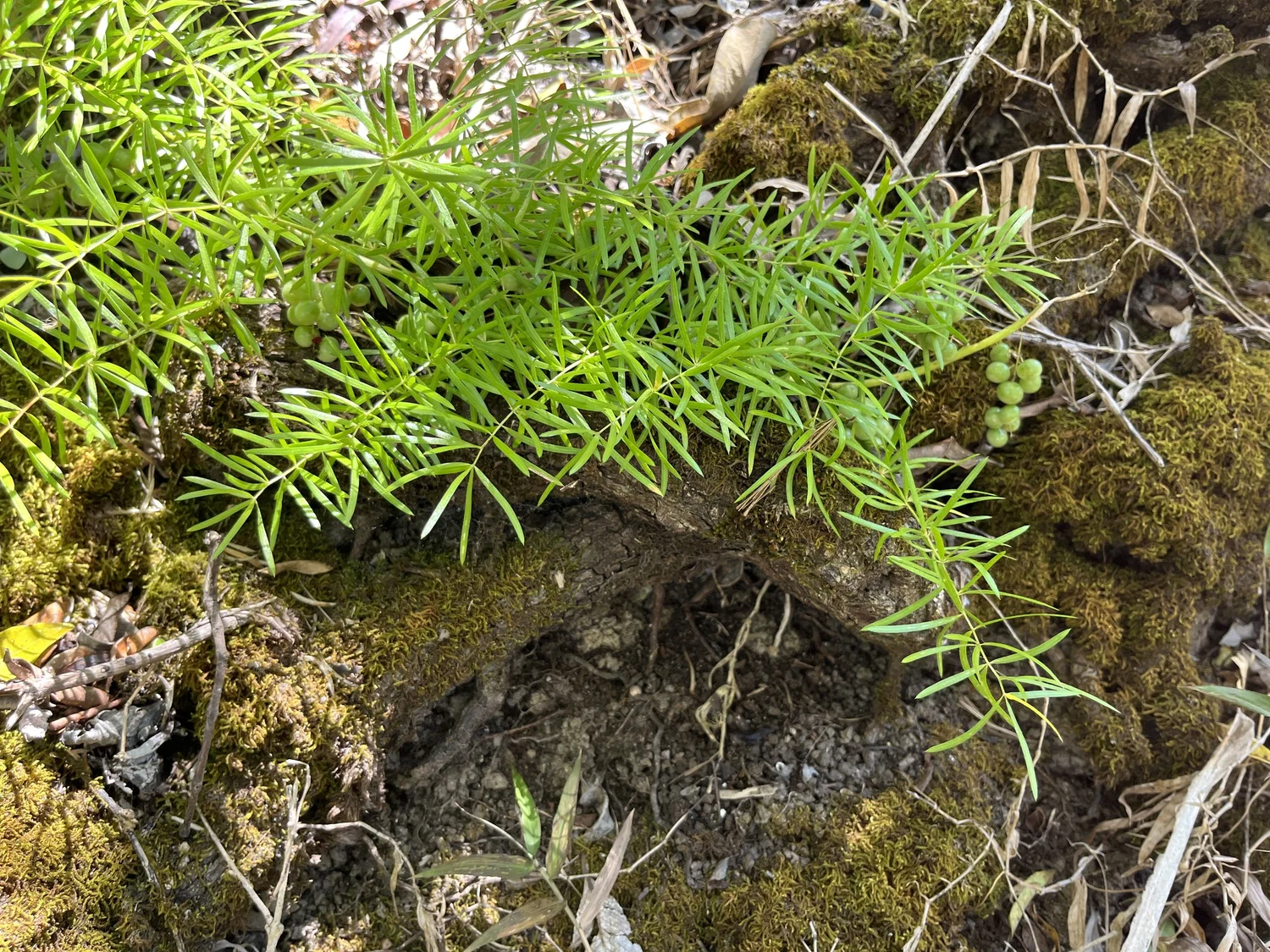 Non-Native / Invasive Plants in Hawaiʻi: My Plant ID Guide — noahawaii