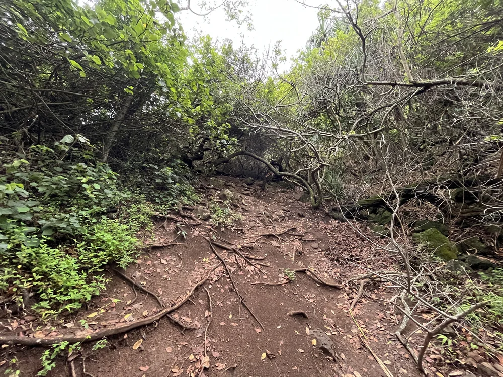 Hiking the Crouching Lion Trail on Oʻahu — noahawaii
