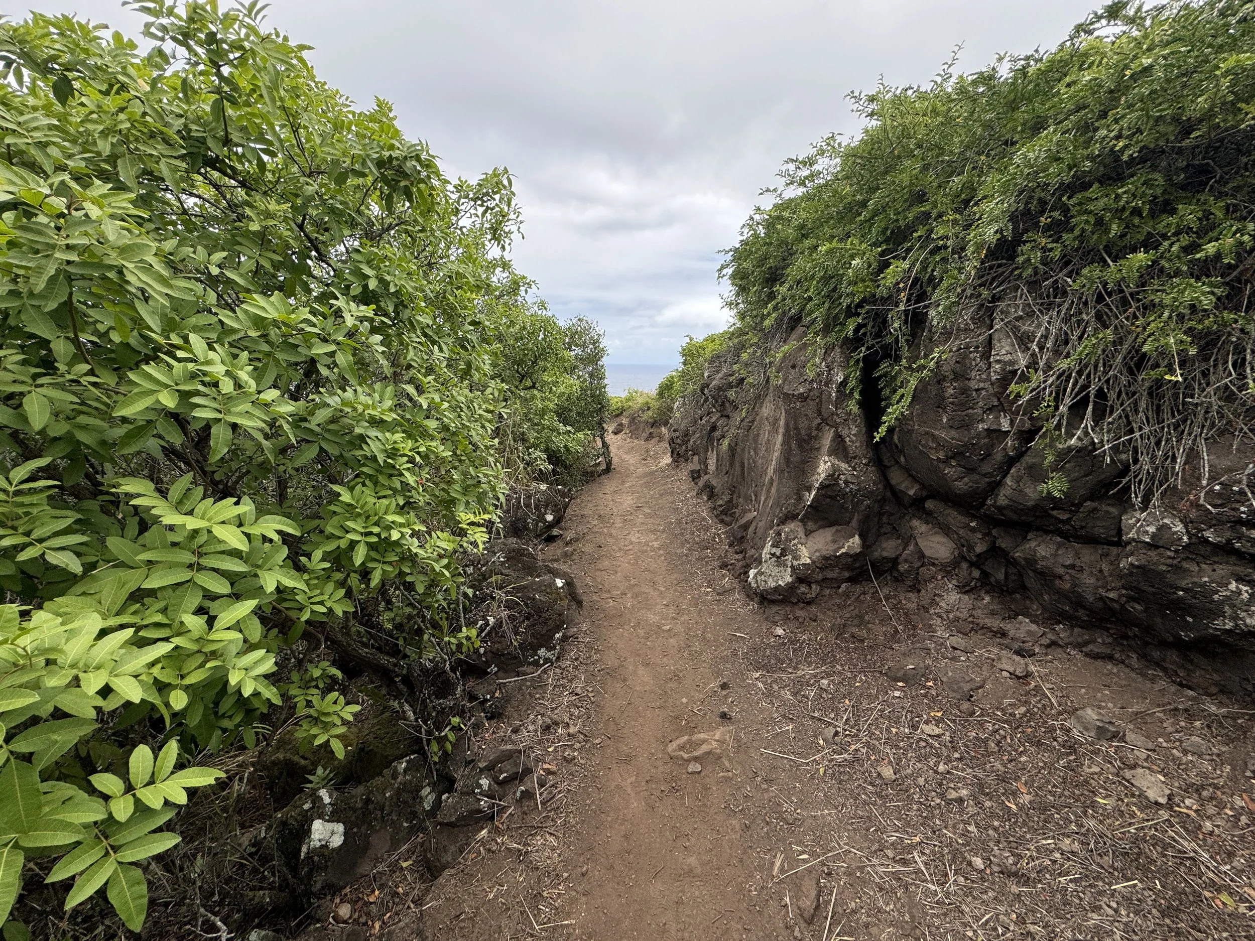 Hiking the ʻŌhai Loop Trail on Maui, Hawaiʻi — noahawaii