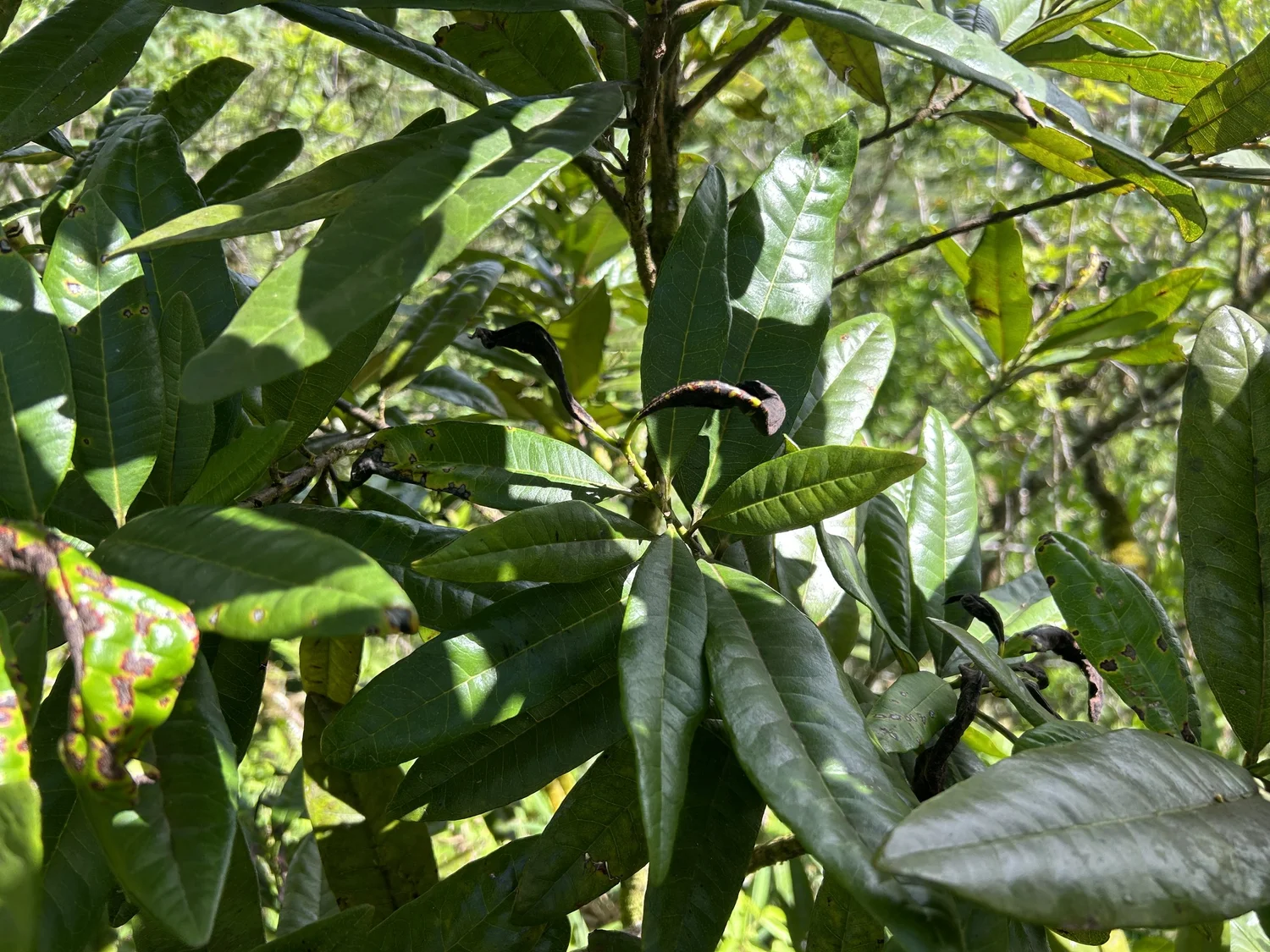 Non-Native / Invasive Plants in Hawaiʻi: My Plant ID Guide — noahawaii