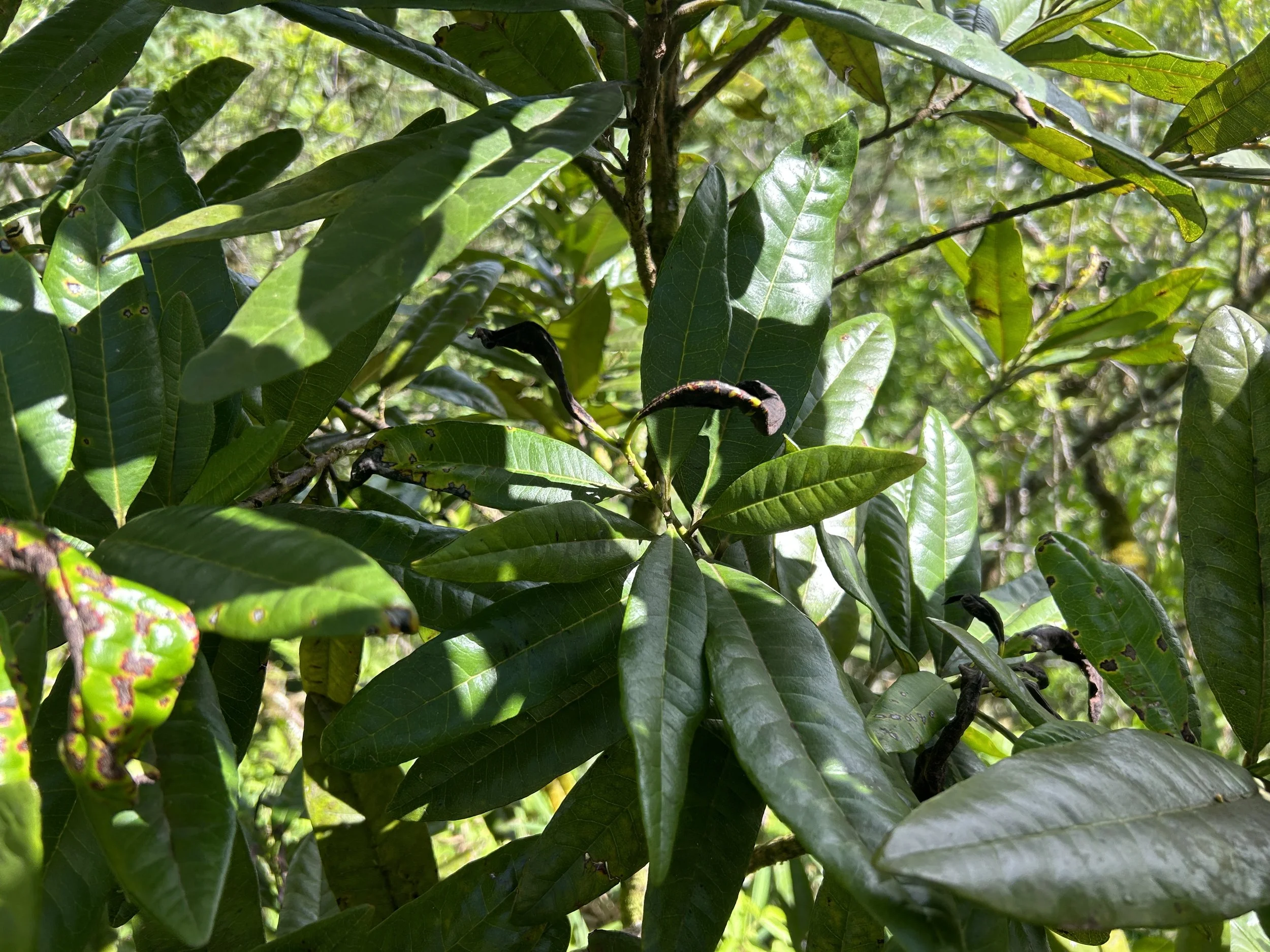 Non-Native / Invasive Plants in Hawaiʻi: My Plant ID Guide — noahawaii
