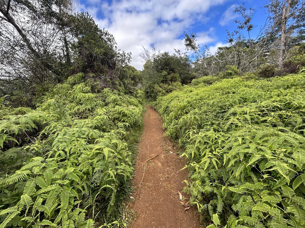 Hiking the Kuilau Ridge Trail on Kauaʻi, Hawaiʻi — noahawaii