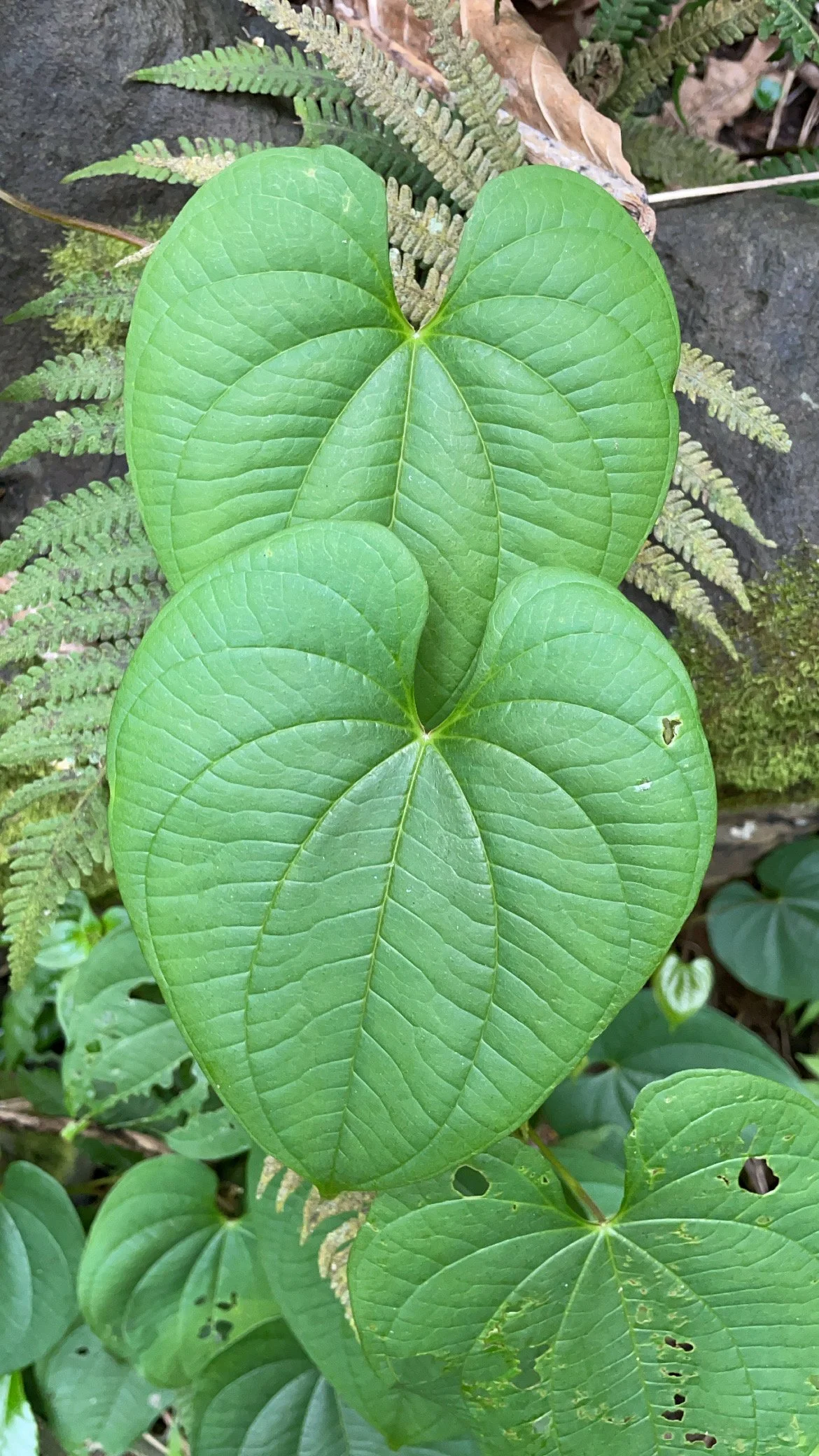 Non-Native / Invasive Plants in Hawaiʻi: My Plant ID Guide — noahawaii