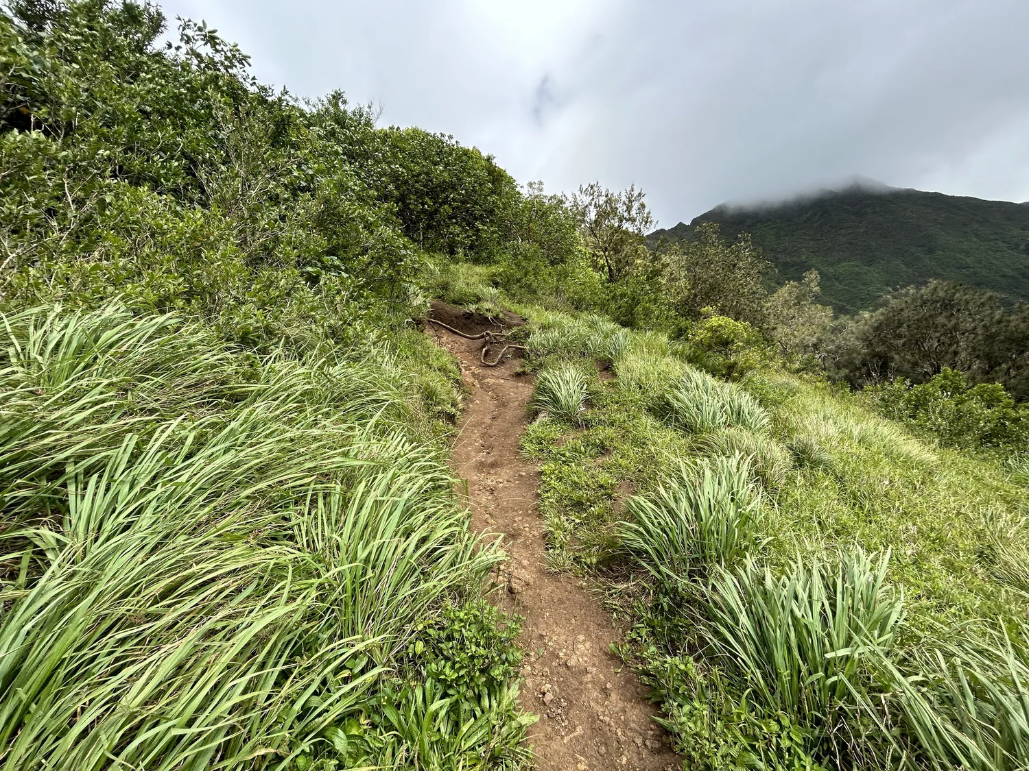 Hiking the Pali Notches Trail on Oʻahu, Hawaiʻi — noahawaii