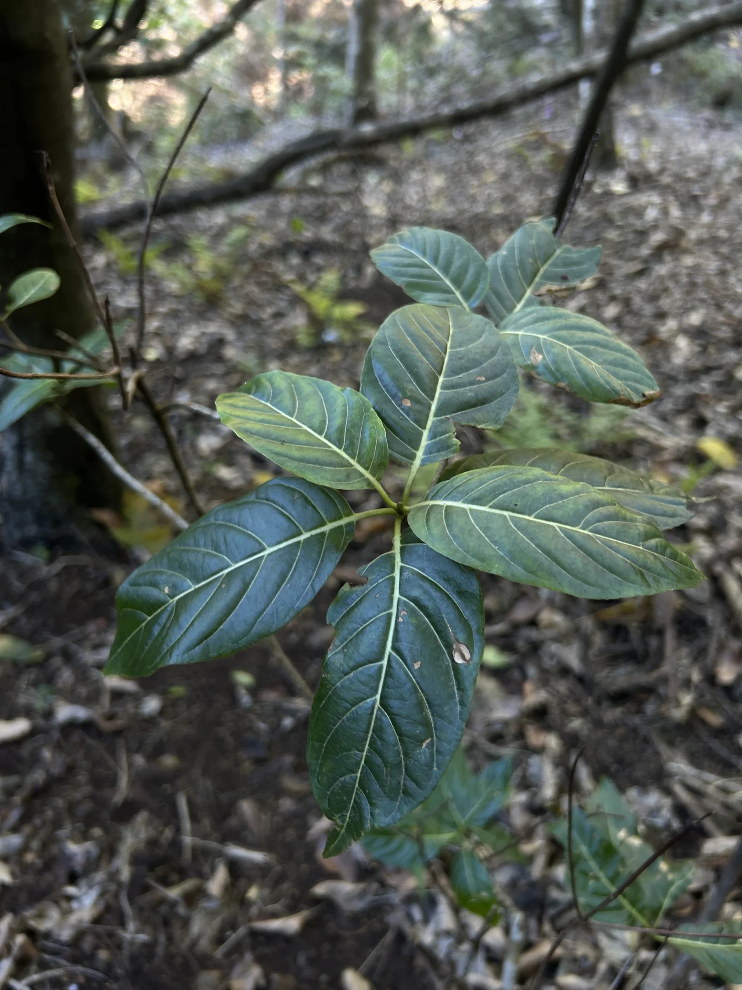 Native Hawaiian Plants: My Plant ID Guide — noahawaii