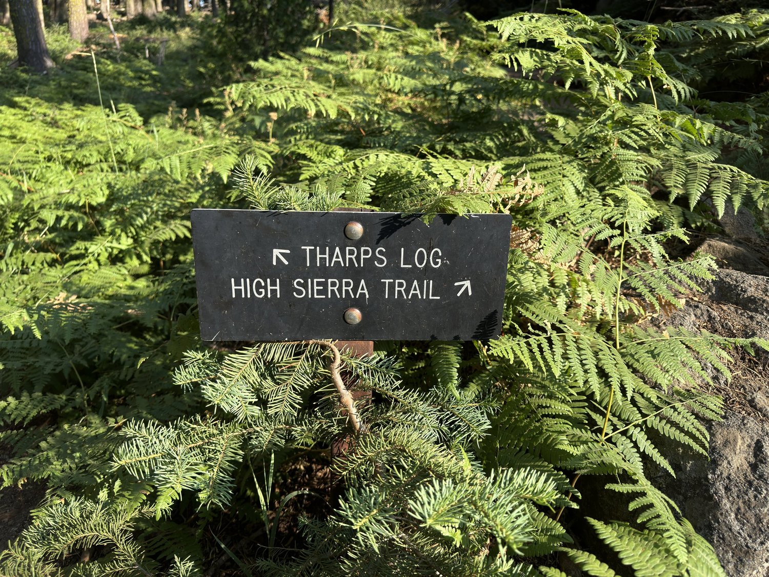Hiking the Crescent Meadow Loop Trail in Sequoia National Park — noahawaii