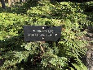 Hiking the Crescent Meadow Loop Trail in Sequoia National Park — noahawaii