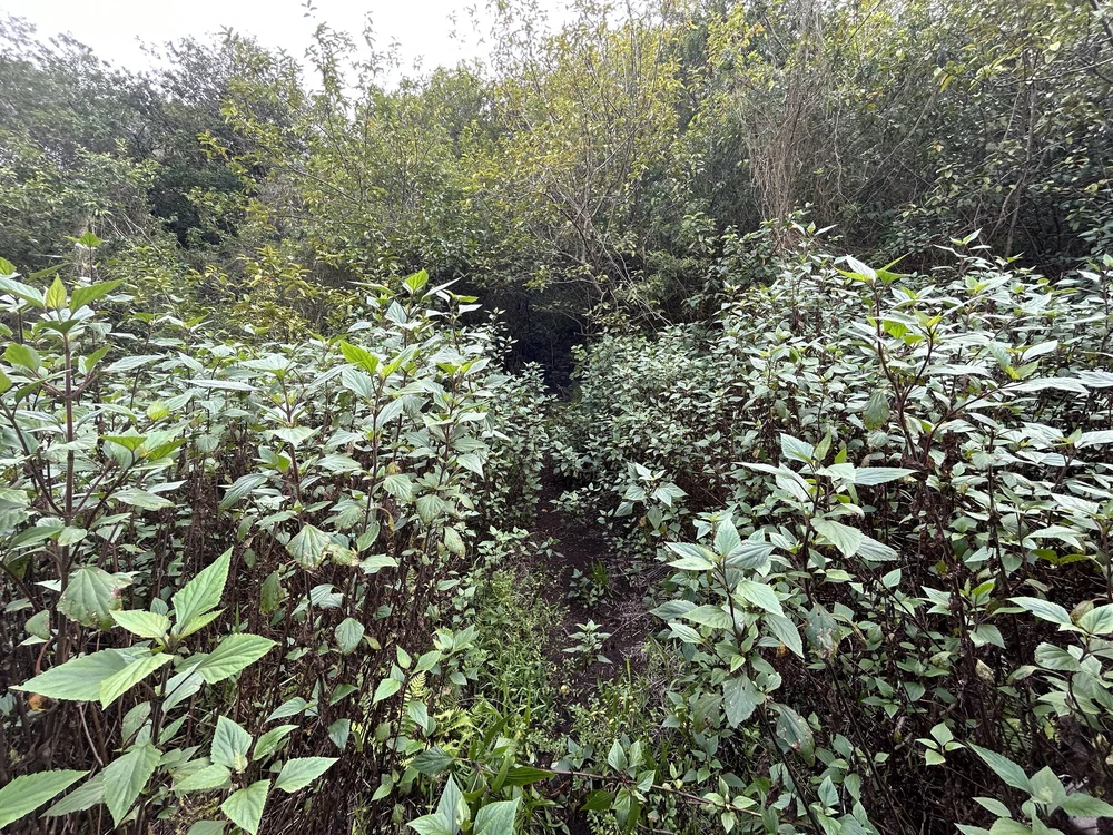 Hiking the Mokulēʻia Trail on the North Shore of Oʻahu, Hawaiʻi — noahawaii