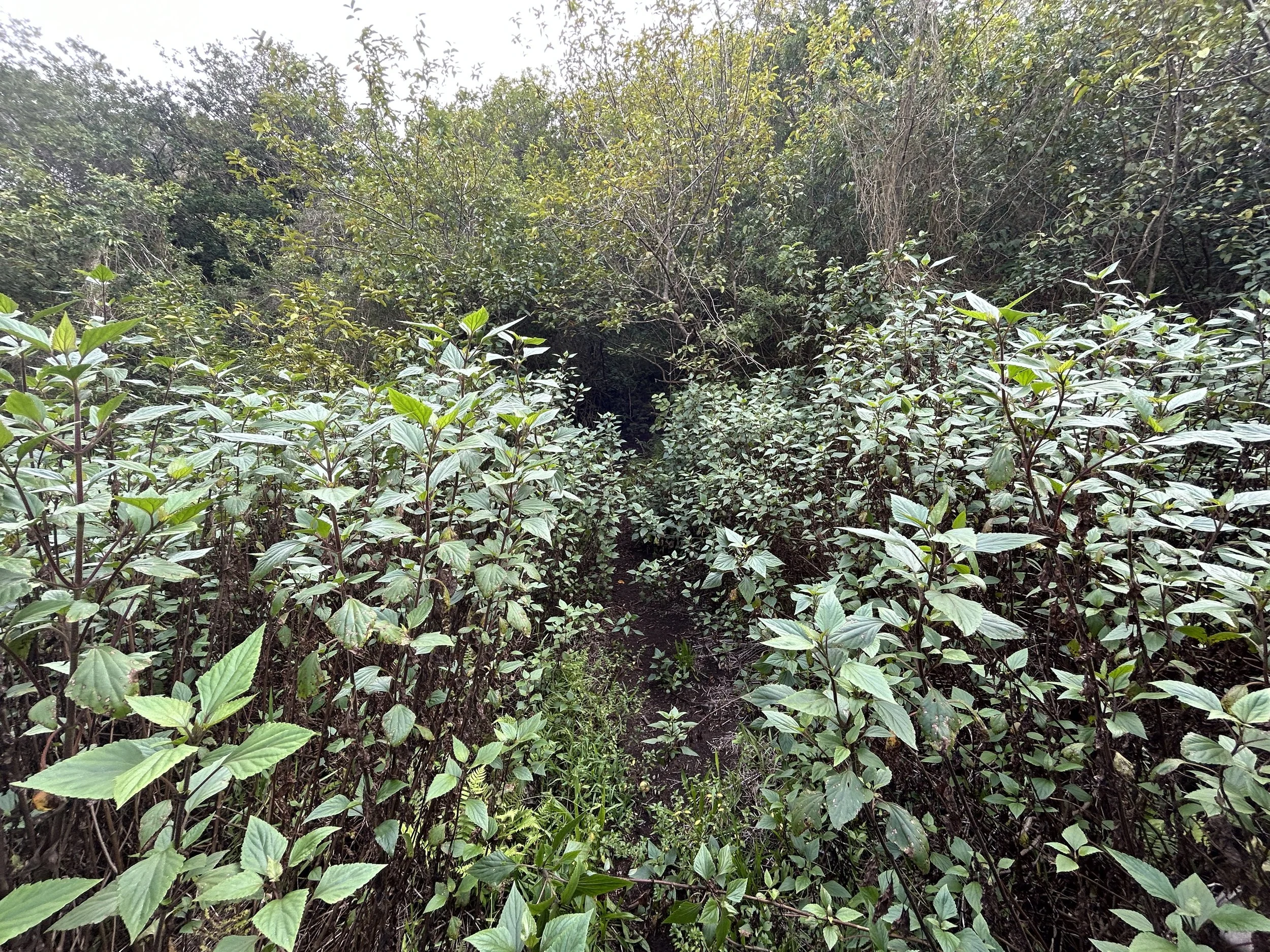 Hiking the Mokulēʻia Trail on the North Shore of Oʻahu, Hawaiʻi — noahawaii