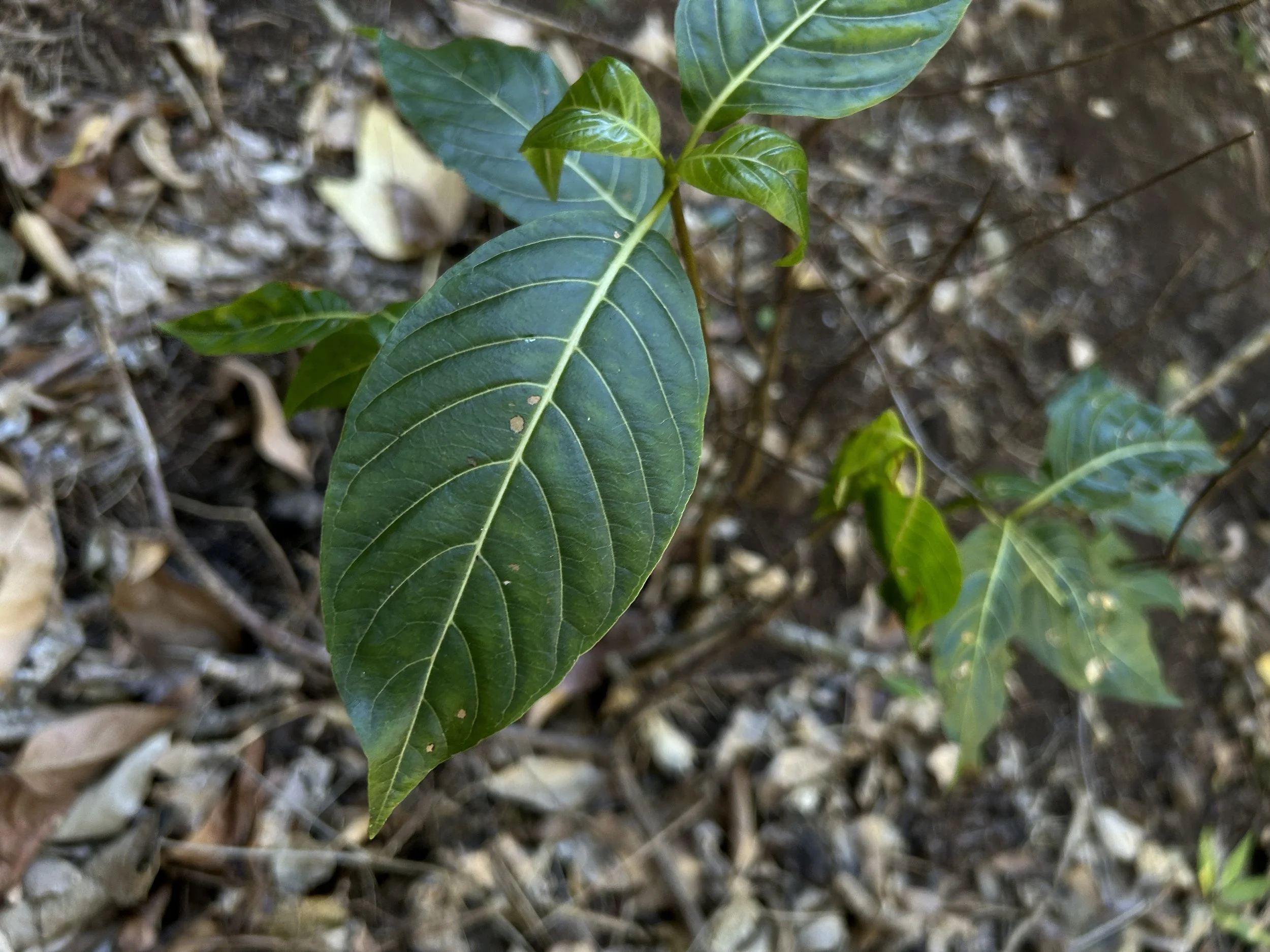 Native Hawaiian Plants: My Plant ID Guide — noahawaii