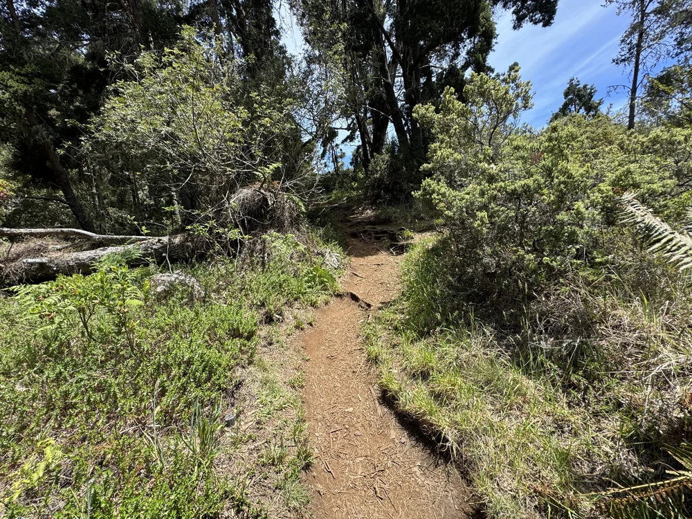 Hiking the Hosmer Grove Trail in Haleakalā National Park on Maui ...